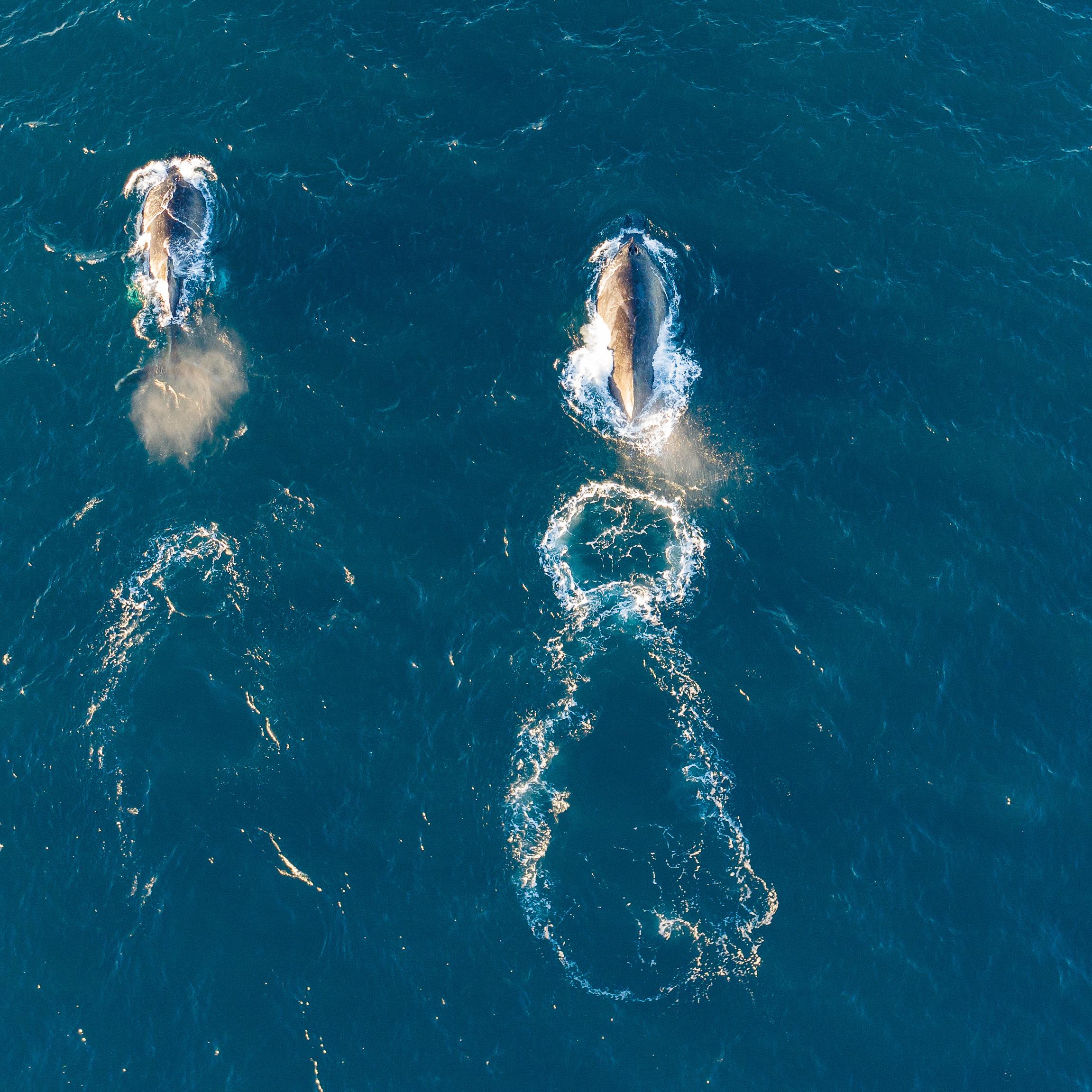 Whales off Bateau Beach | Scrolller