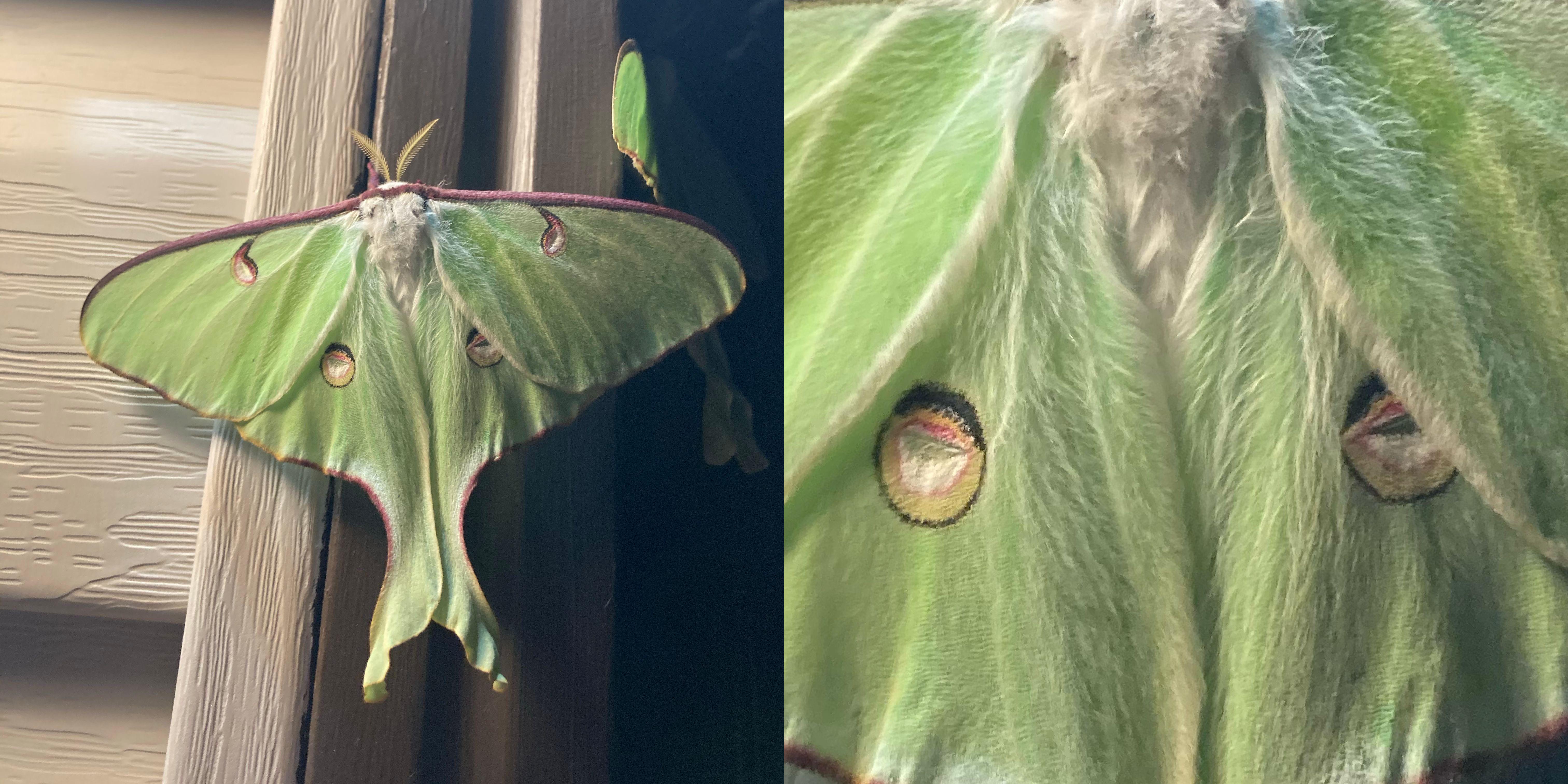 🔥 What a Luna Moth looks like up close | Scrolller