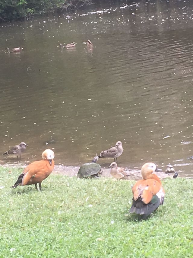 What are these ducks | Scrolller