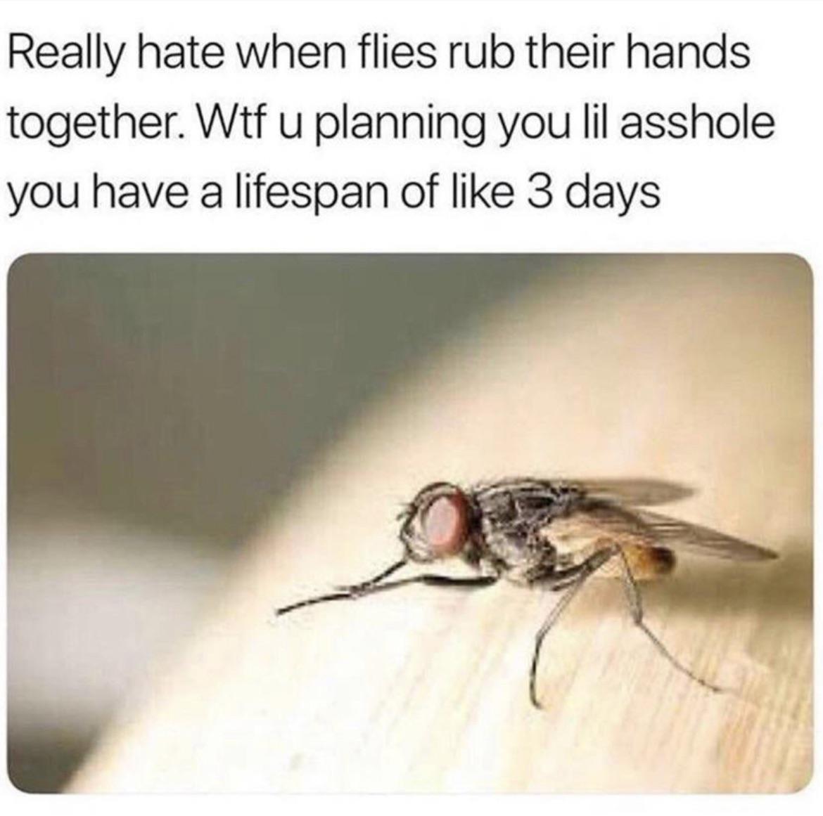 What are they planning? | Scrolller