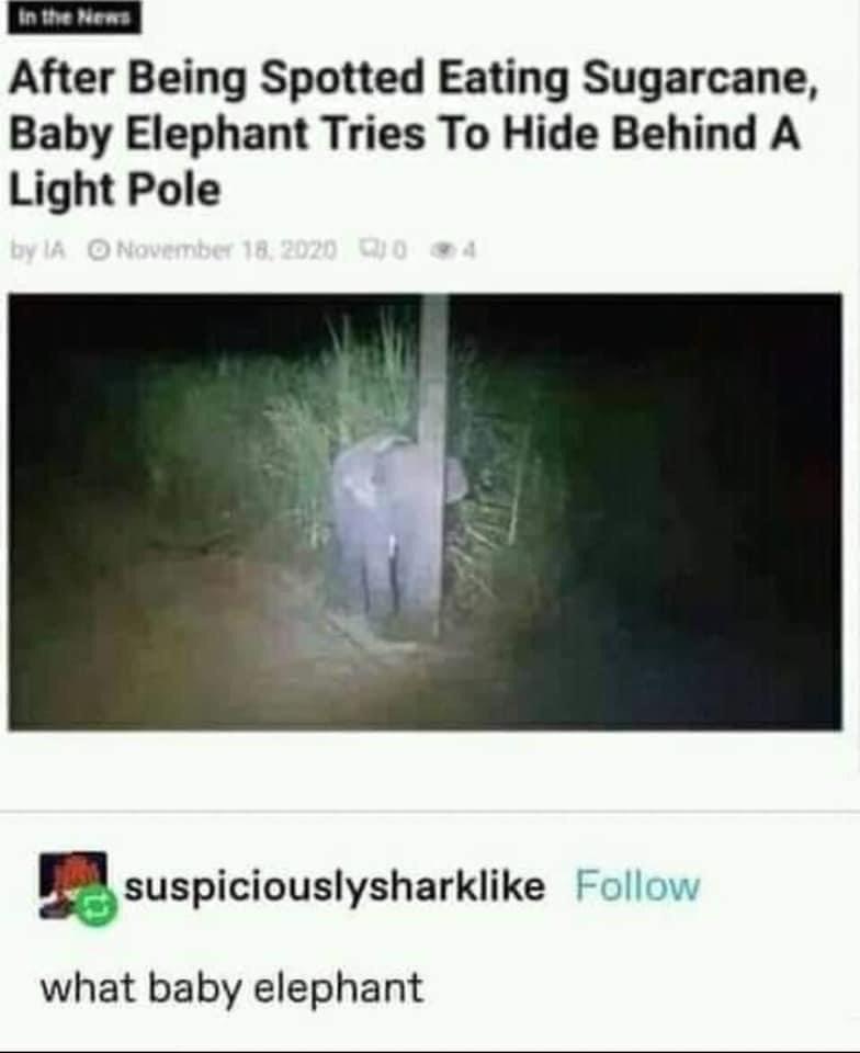 What baby elephant? | Scrolller