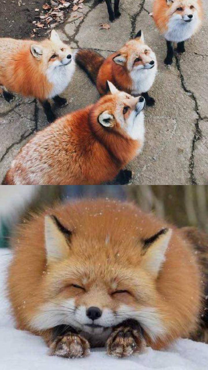 What does the fox say? Red foxes use 28 different types of calls to communicate with each other ...