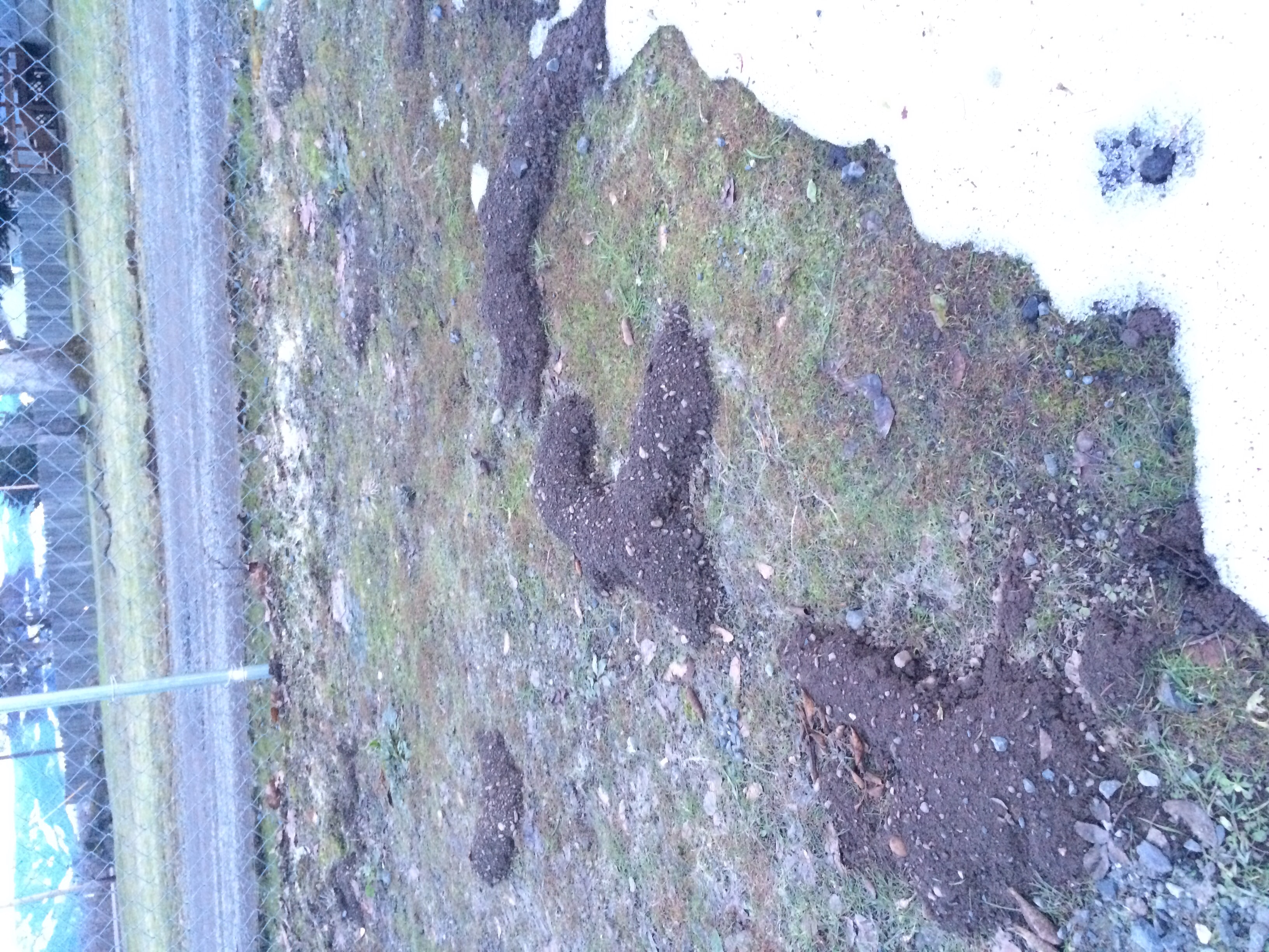 What forms these?.. gopher vs mole | Scrolller