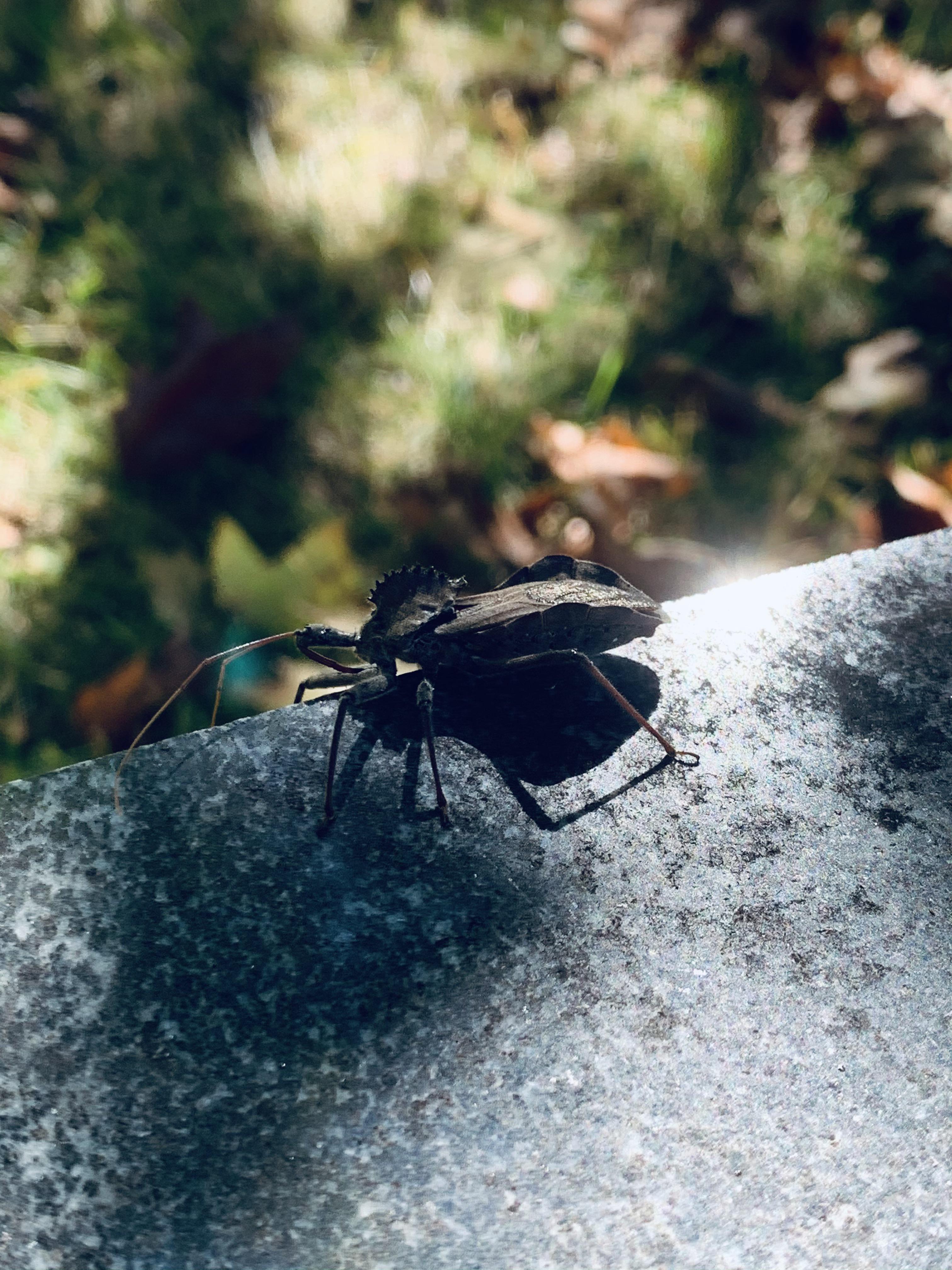 What insect it this, Western central Ohio? | Scrolller