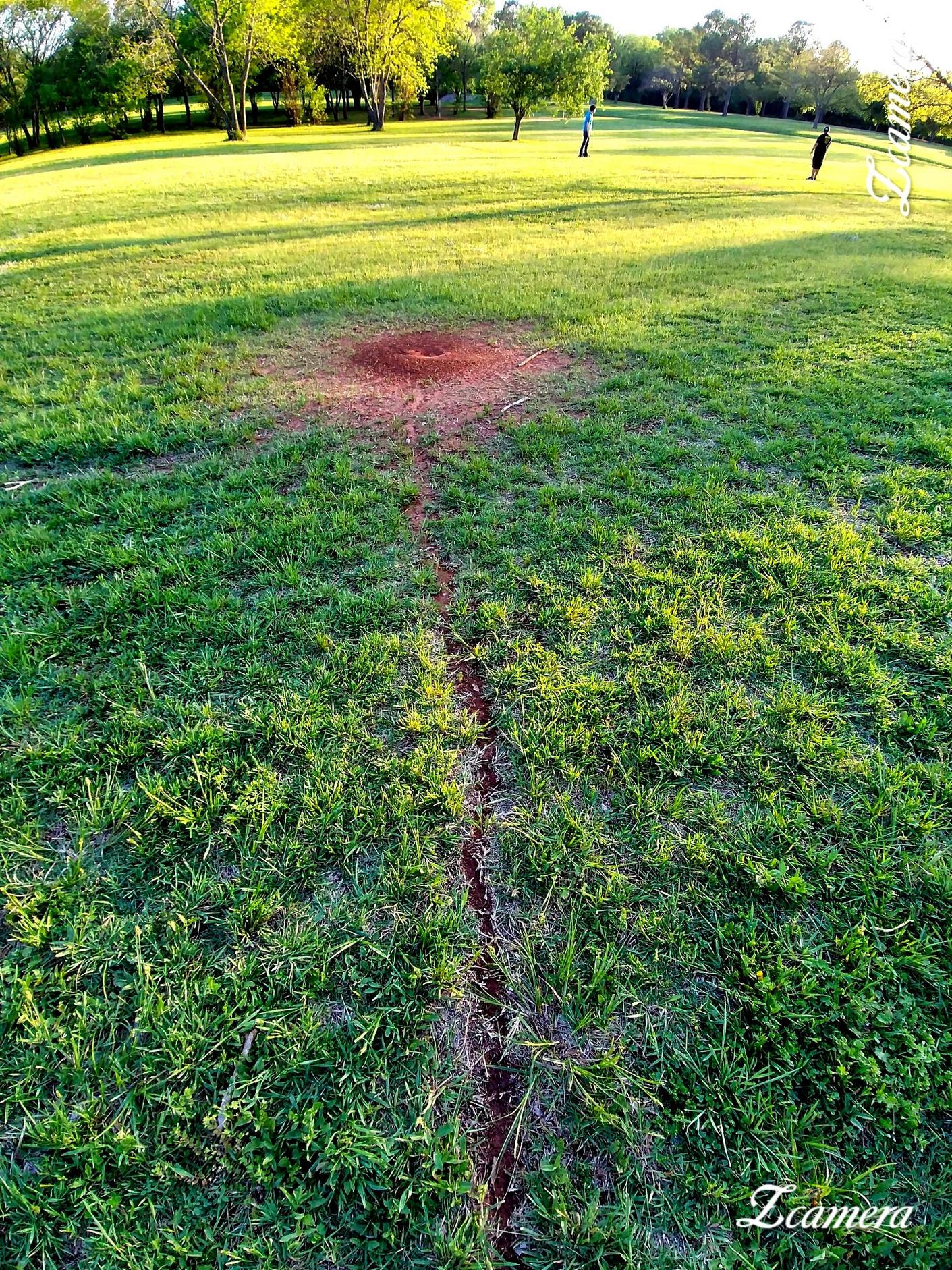 What is this, a desire path for ants?! | Scrolller