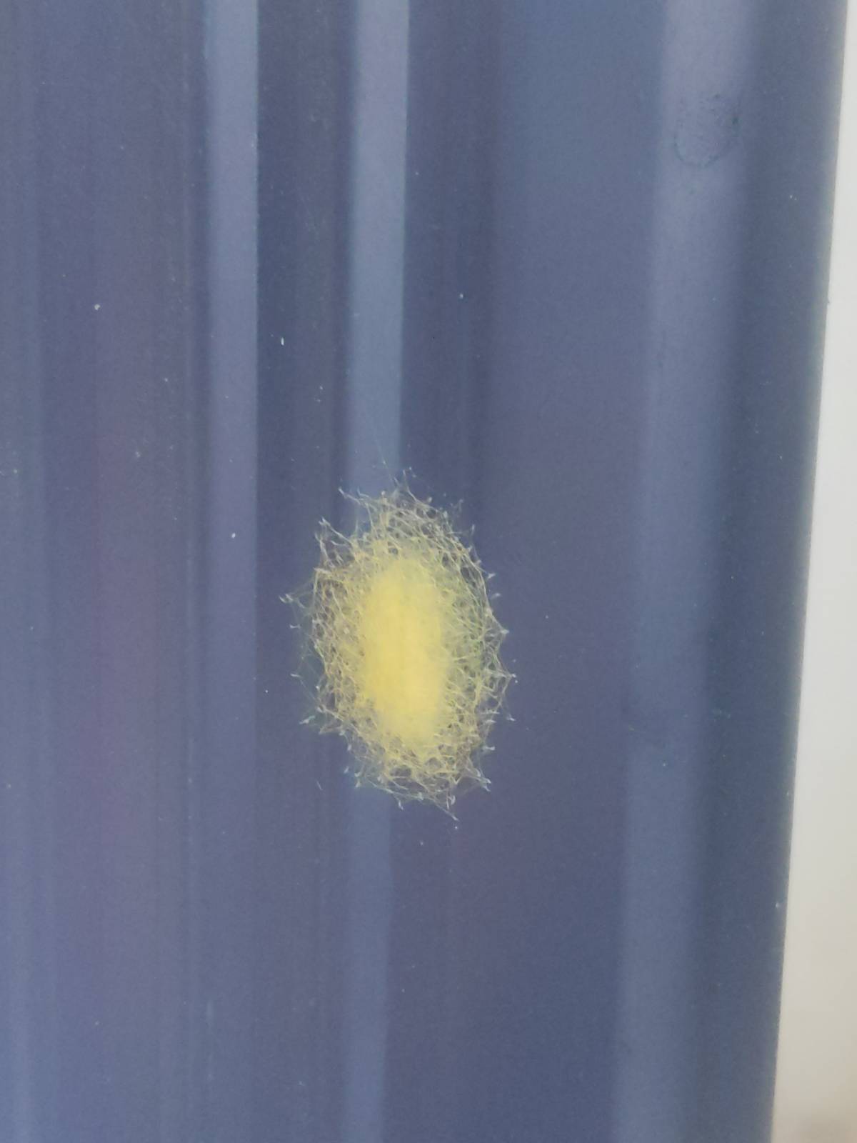 What is this alien lemon cotton candy cocoon? | Scrolller