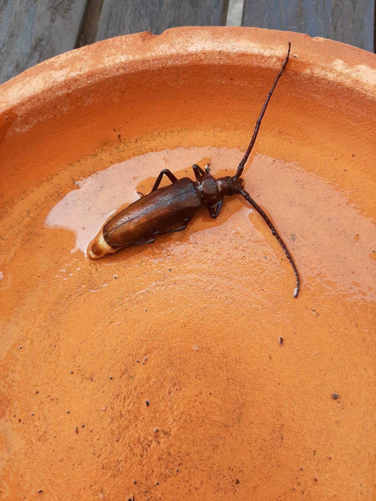 What is this bug? | Scrolller