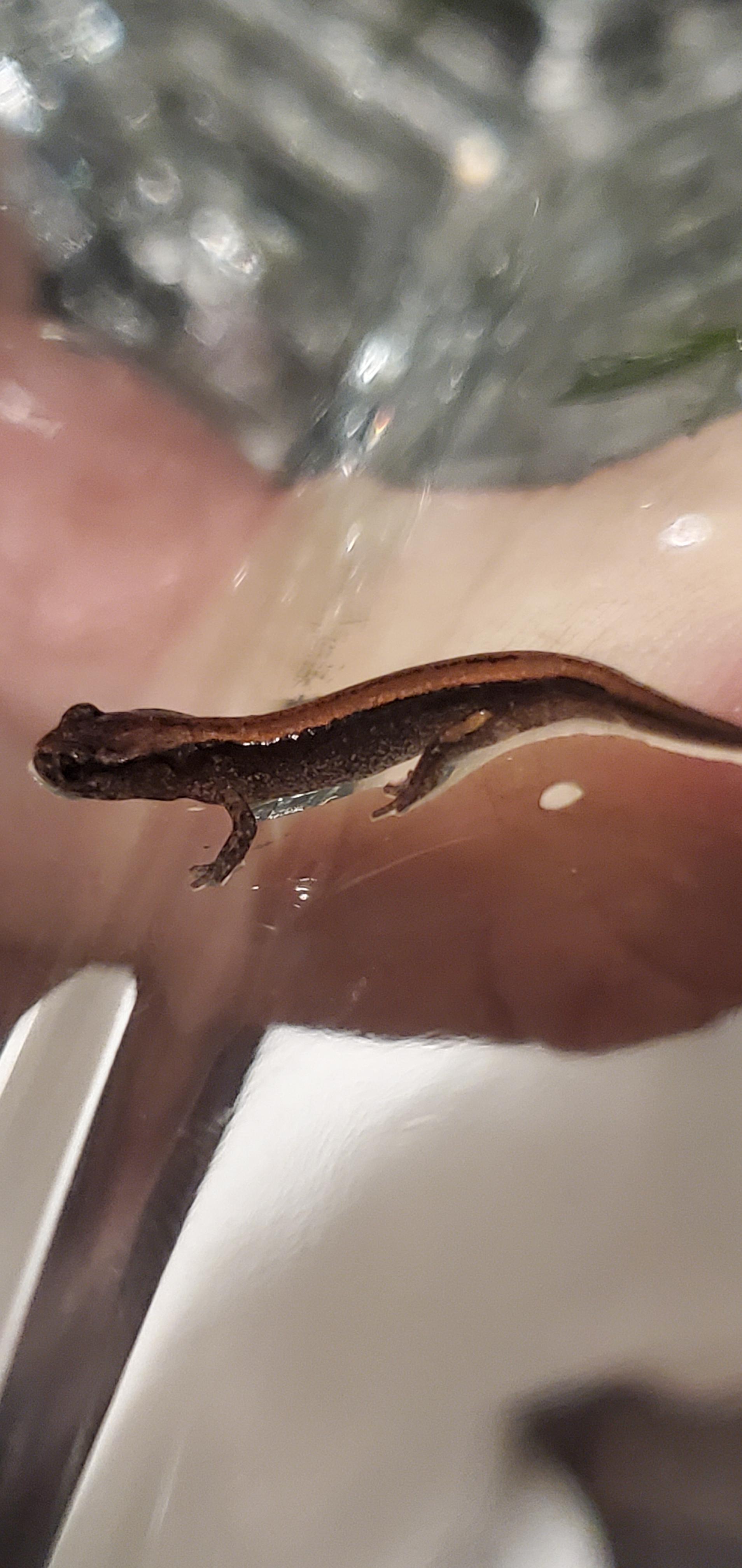 What is this? Came into a Pennsylvania with a shipment from Oregon. Is it a salamander or as ...