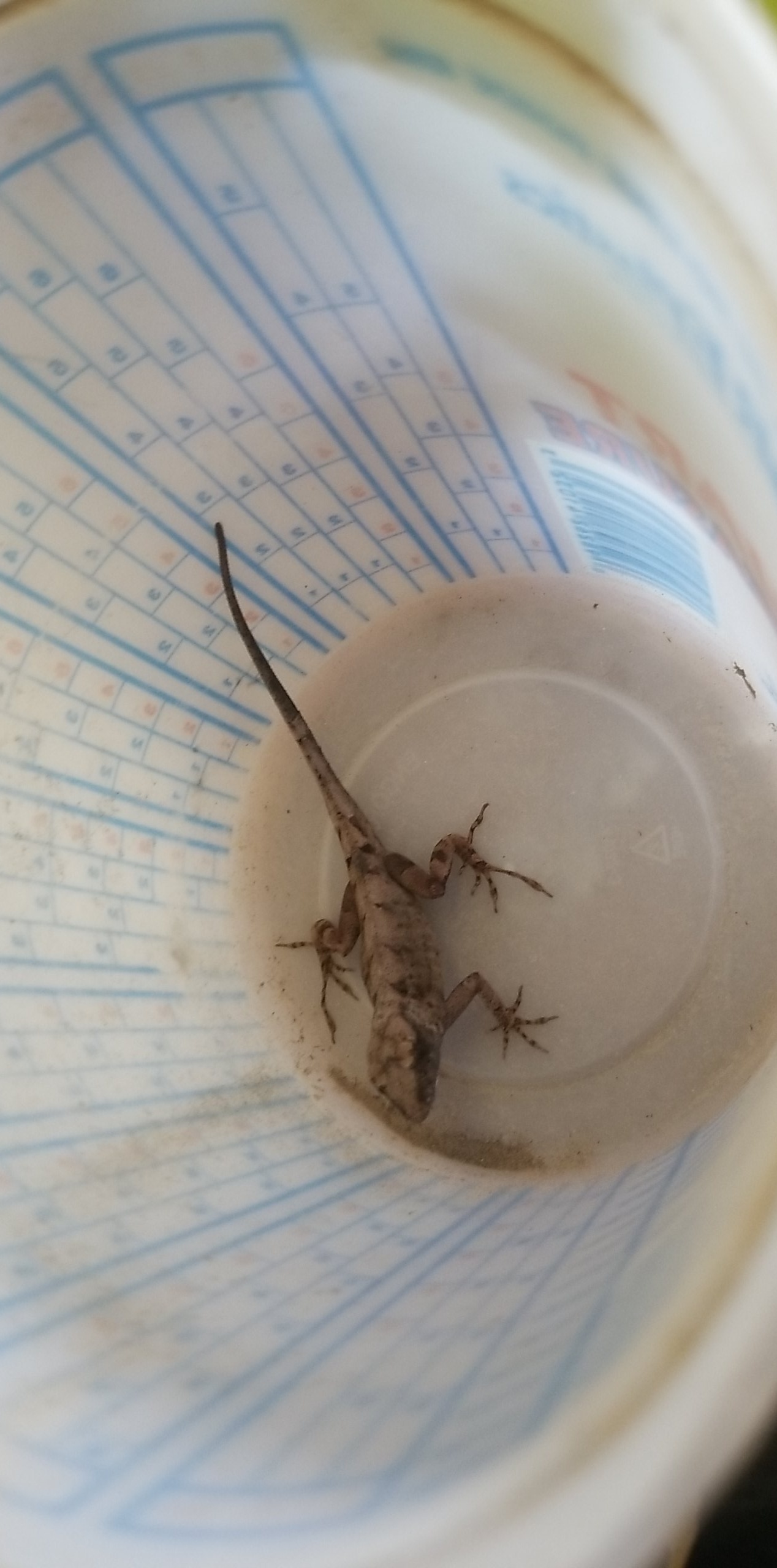 What is this lizard? | Scrolller