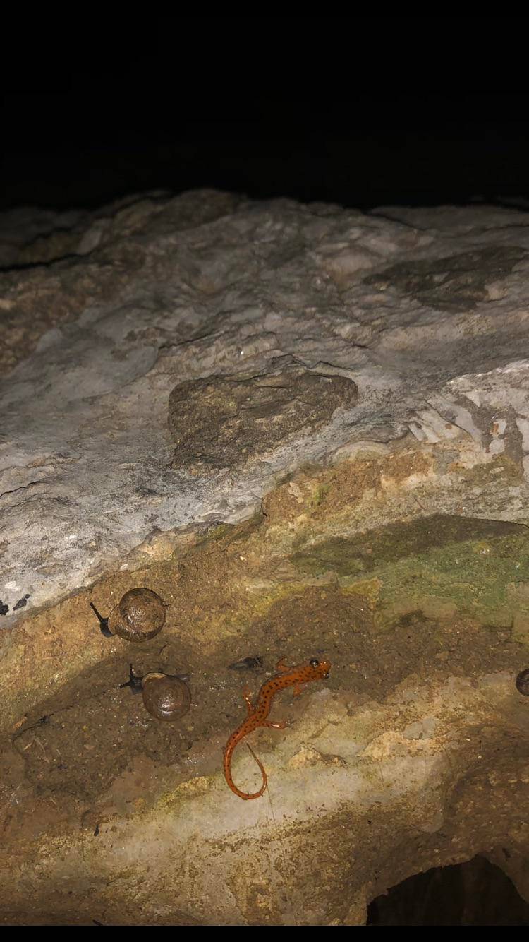 What is this? Maybe a salamander? Nashville Tennessee | Scrolller