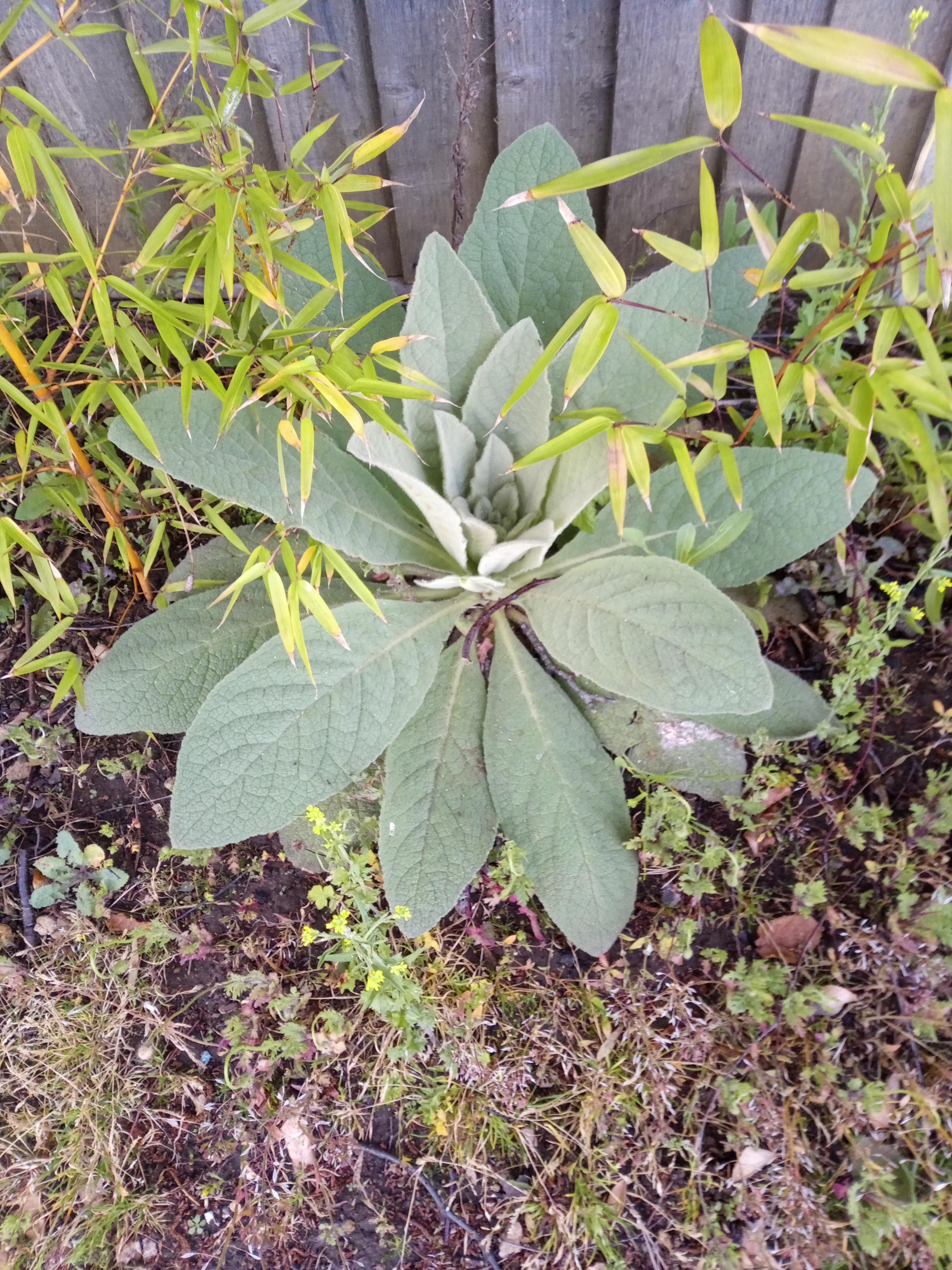 What is this plant? | Scrolller