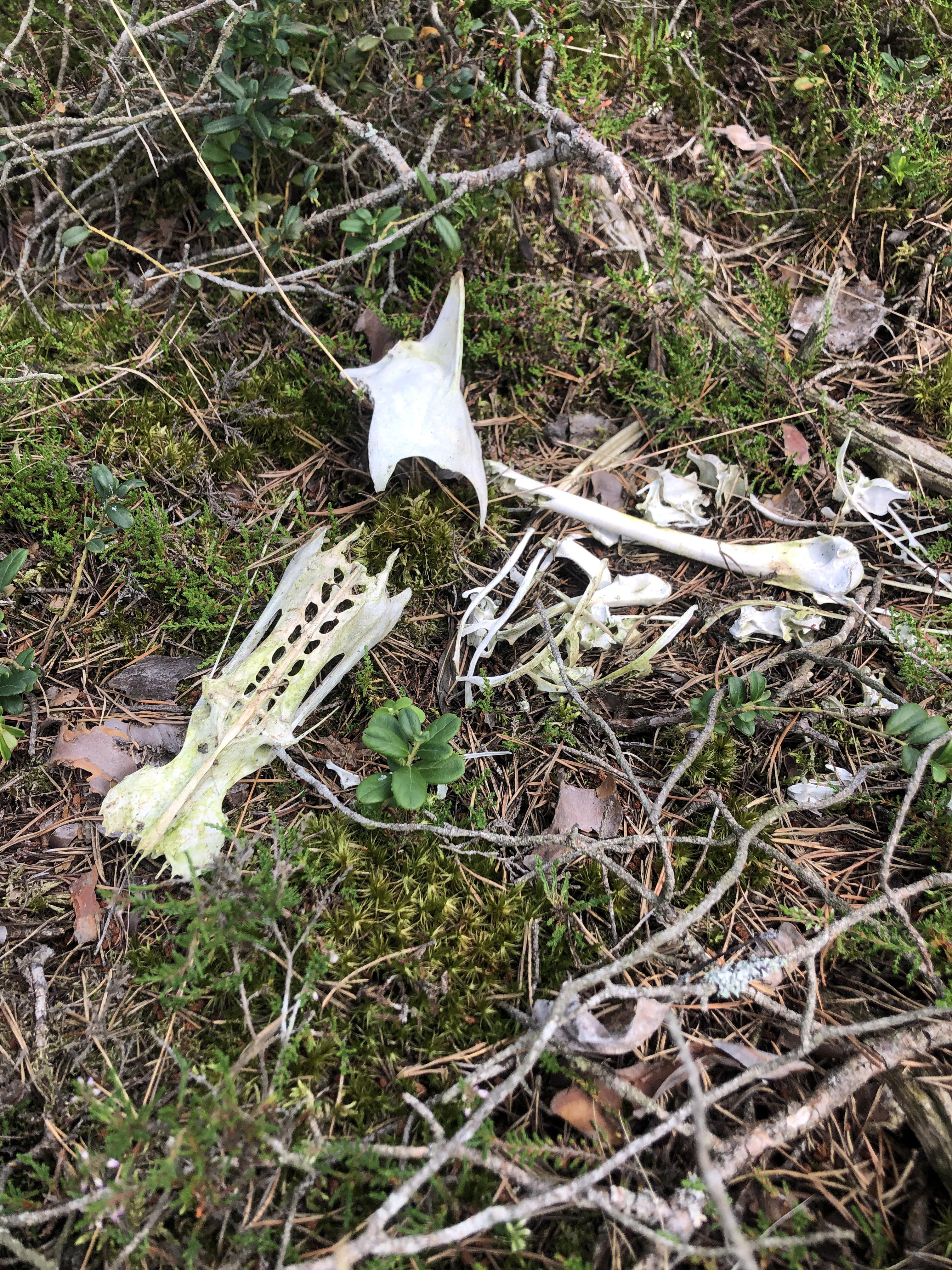 What is this skeleton? | Scrolller