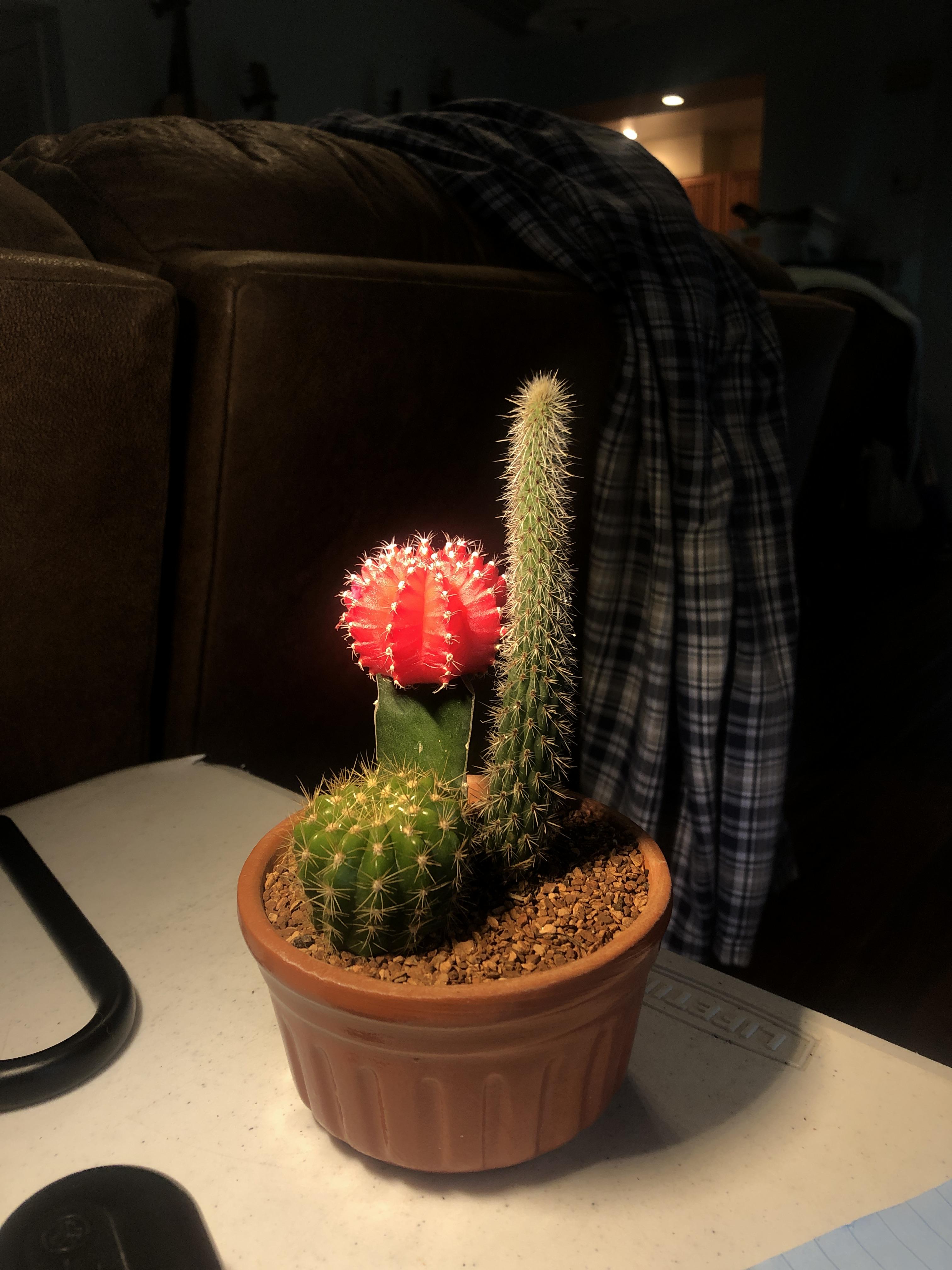 What kind of cacti are these? | Scrolller