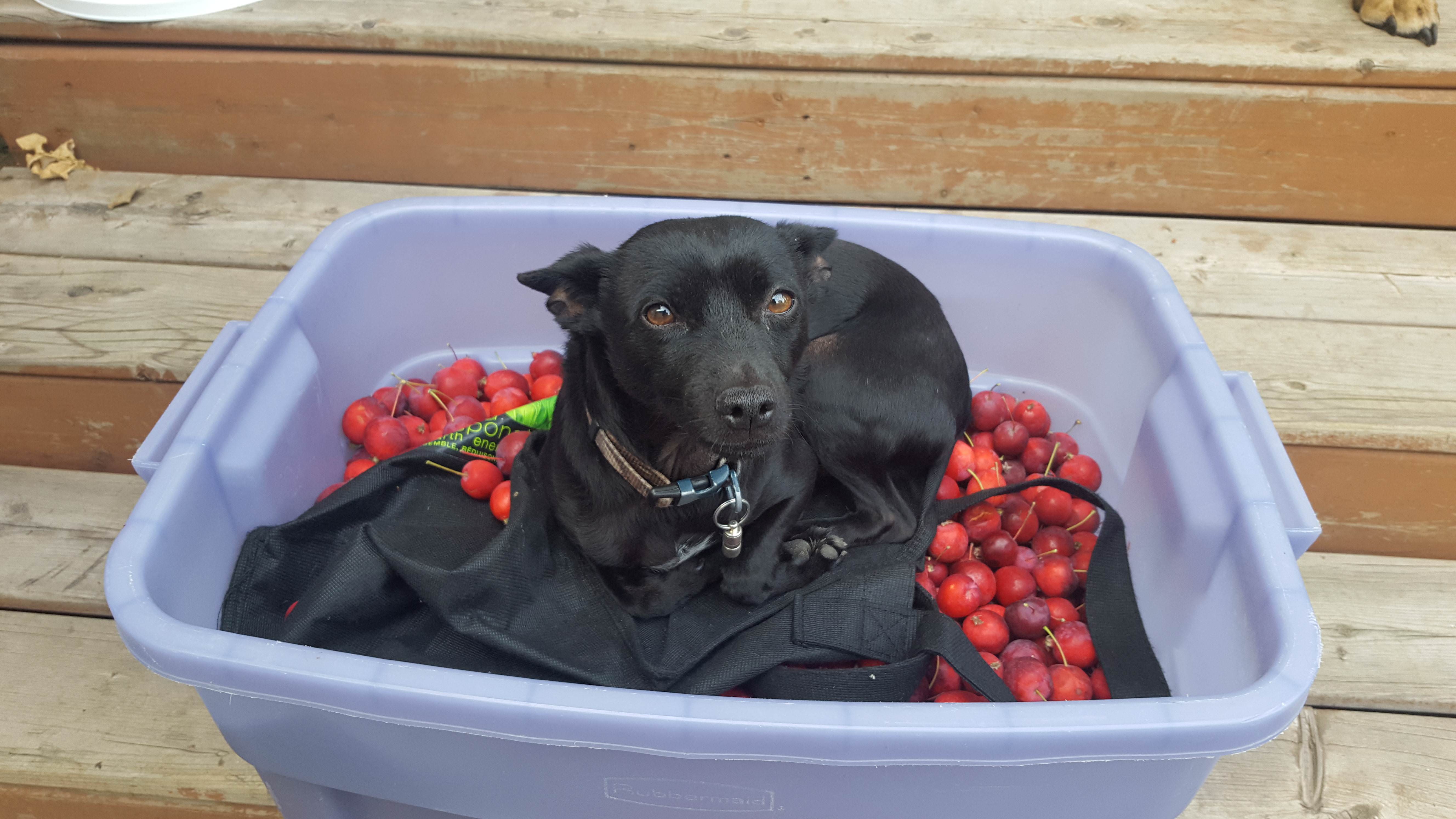 What kind of crabapple is this? | Scrolller