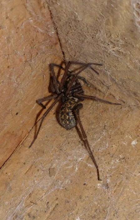 What kind of spider is this? Seen in Oregon City, Oregon. | Scrolller