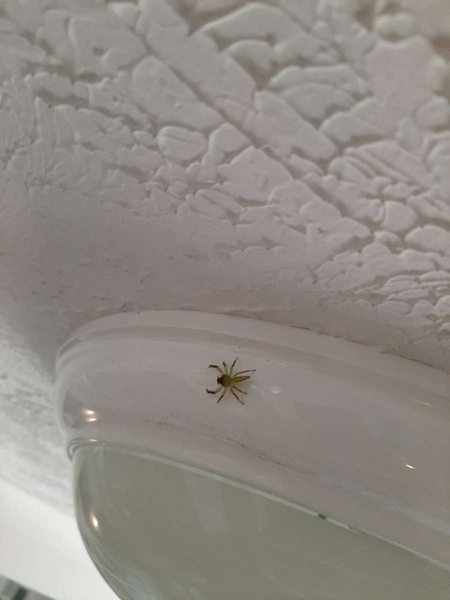 What kind of spider? QLD, Australia | Scrolller