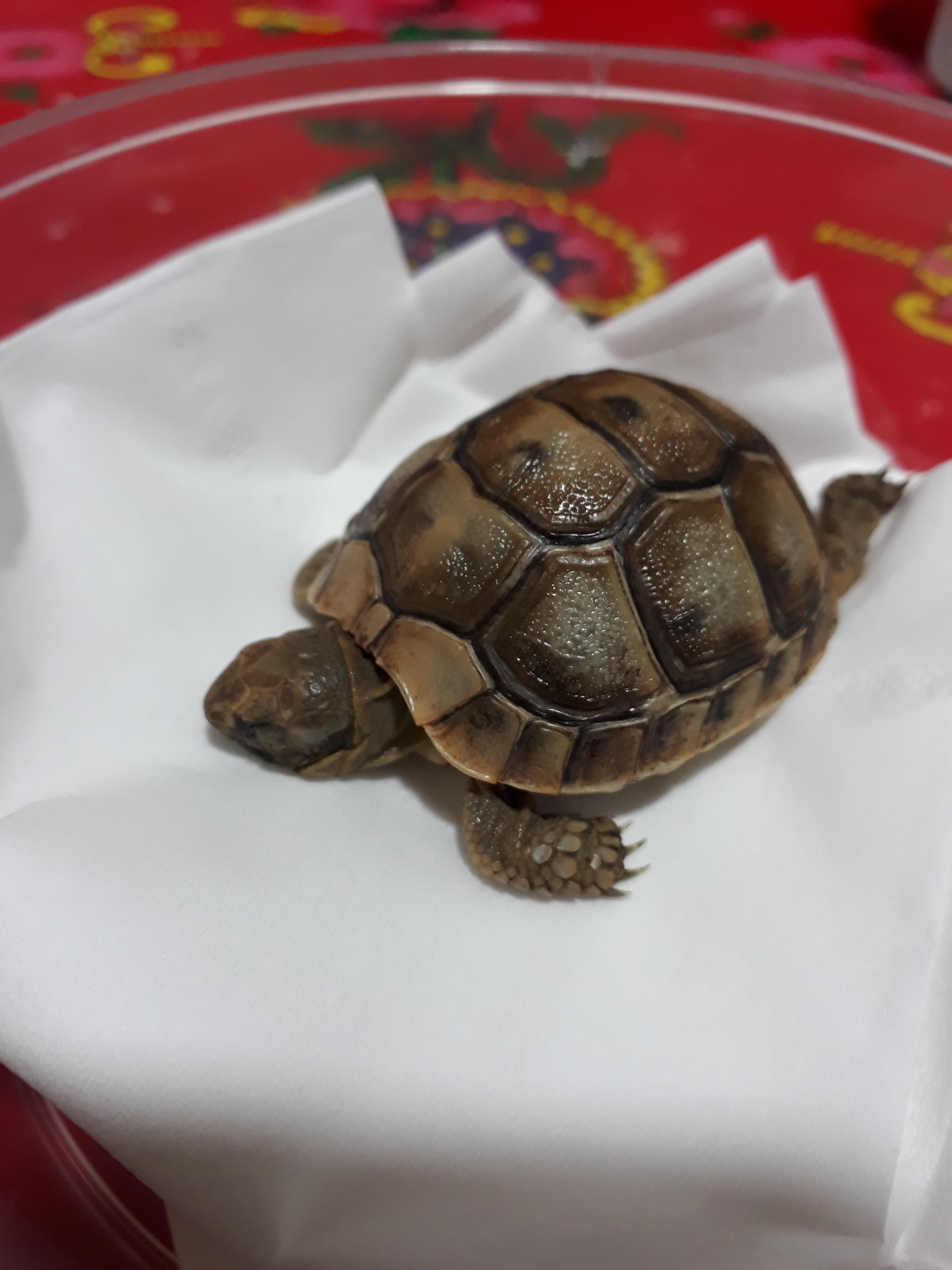 What kind of tortoise is my lil shell fella and what should I feed him? | Scrolller
