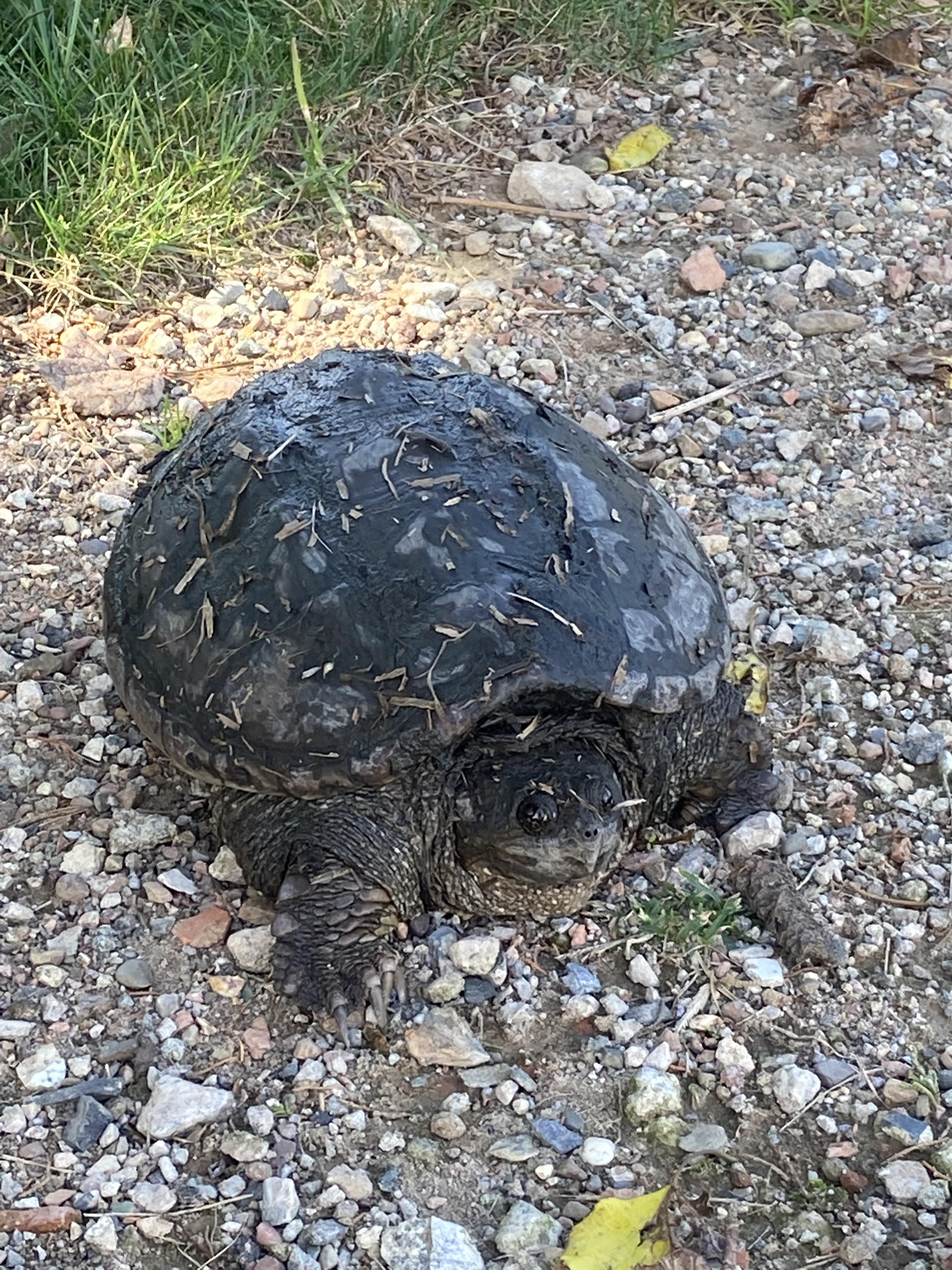 What kind of tortoise is this? | Scrolller