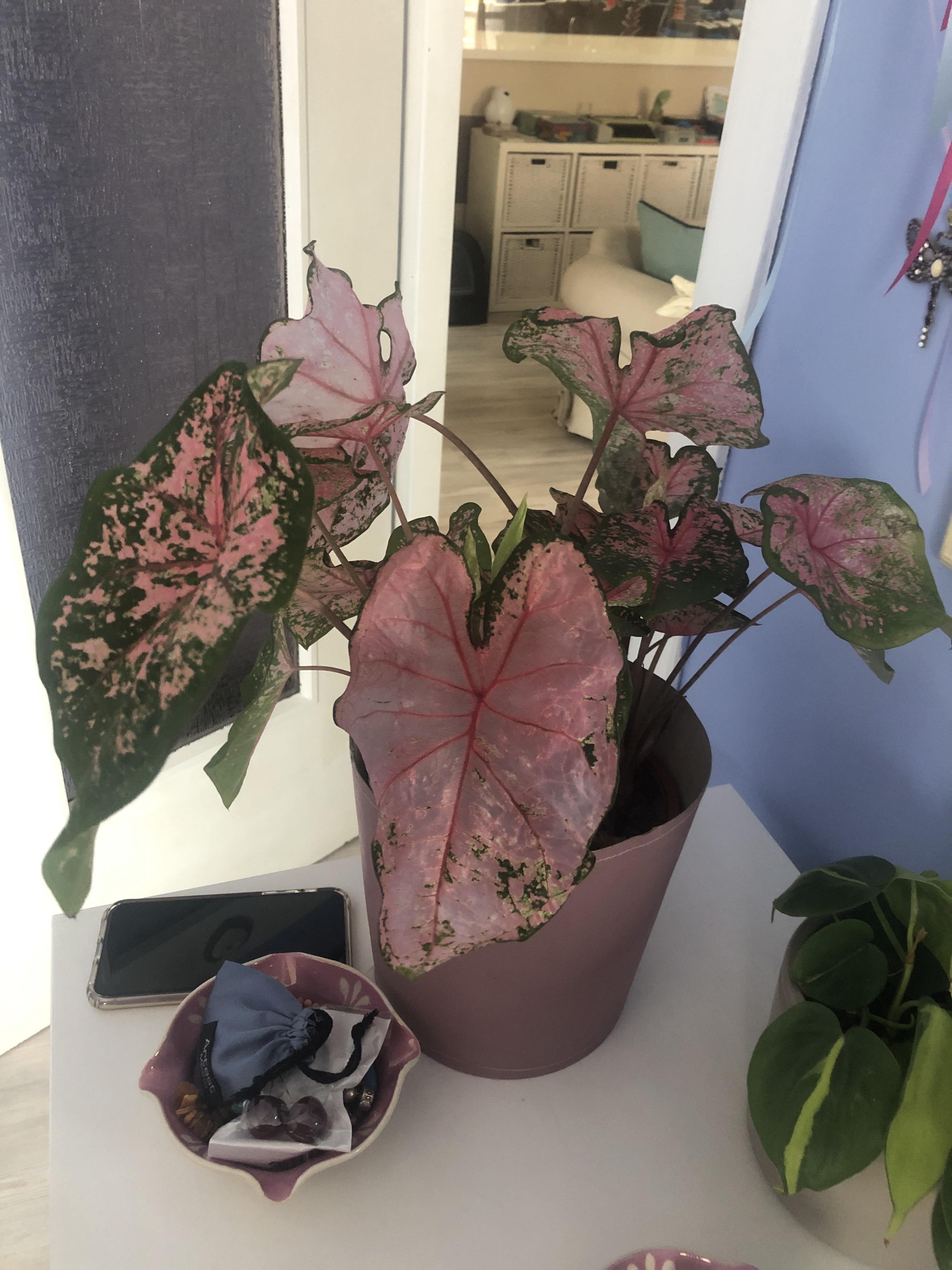 What plant is this? | Scrolller