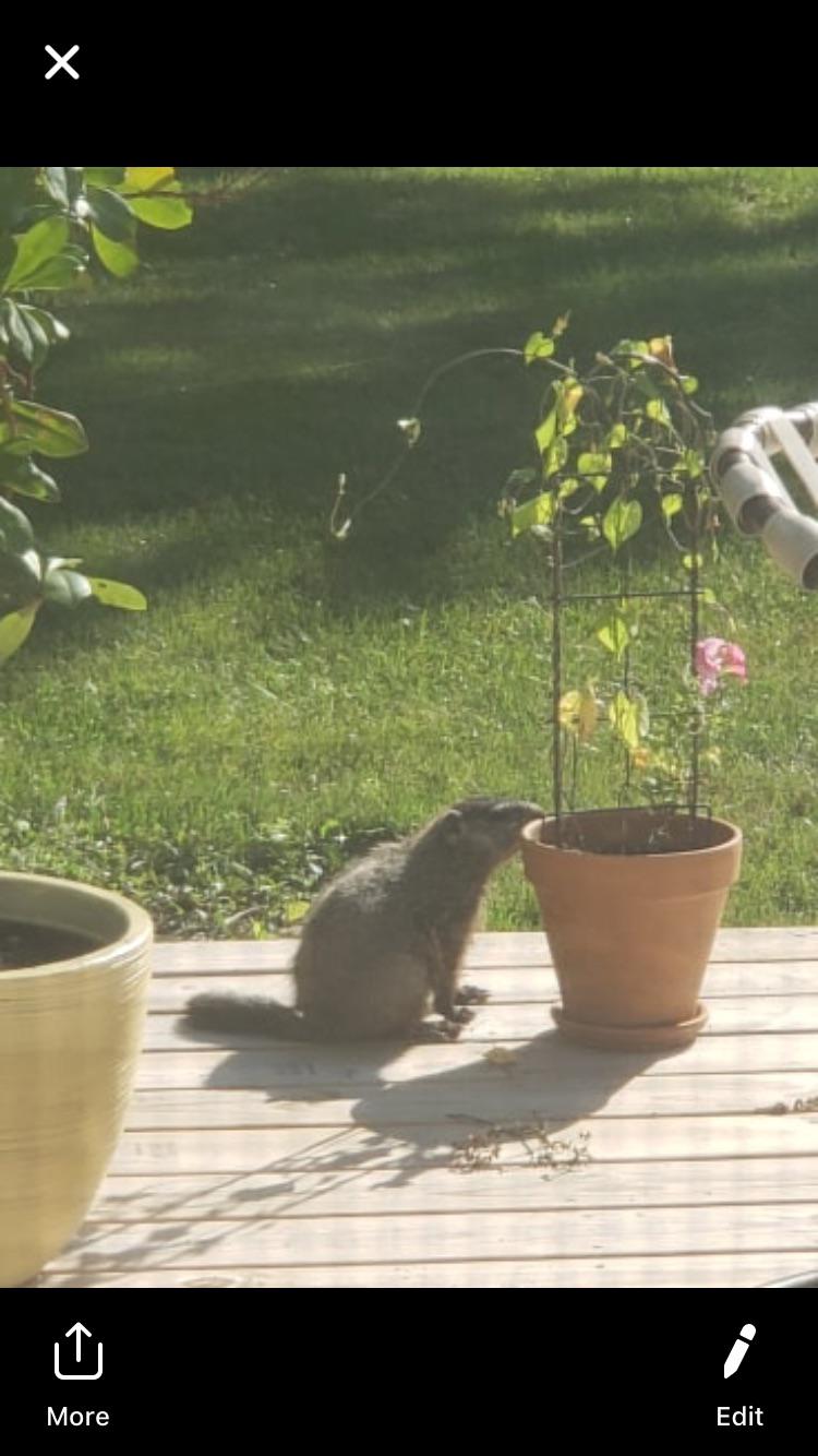 What’s this critter? | Scrolller