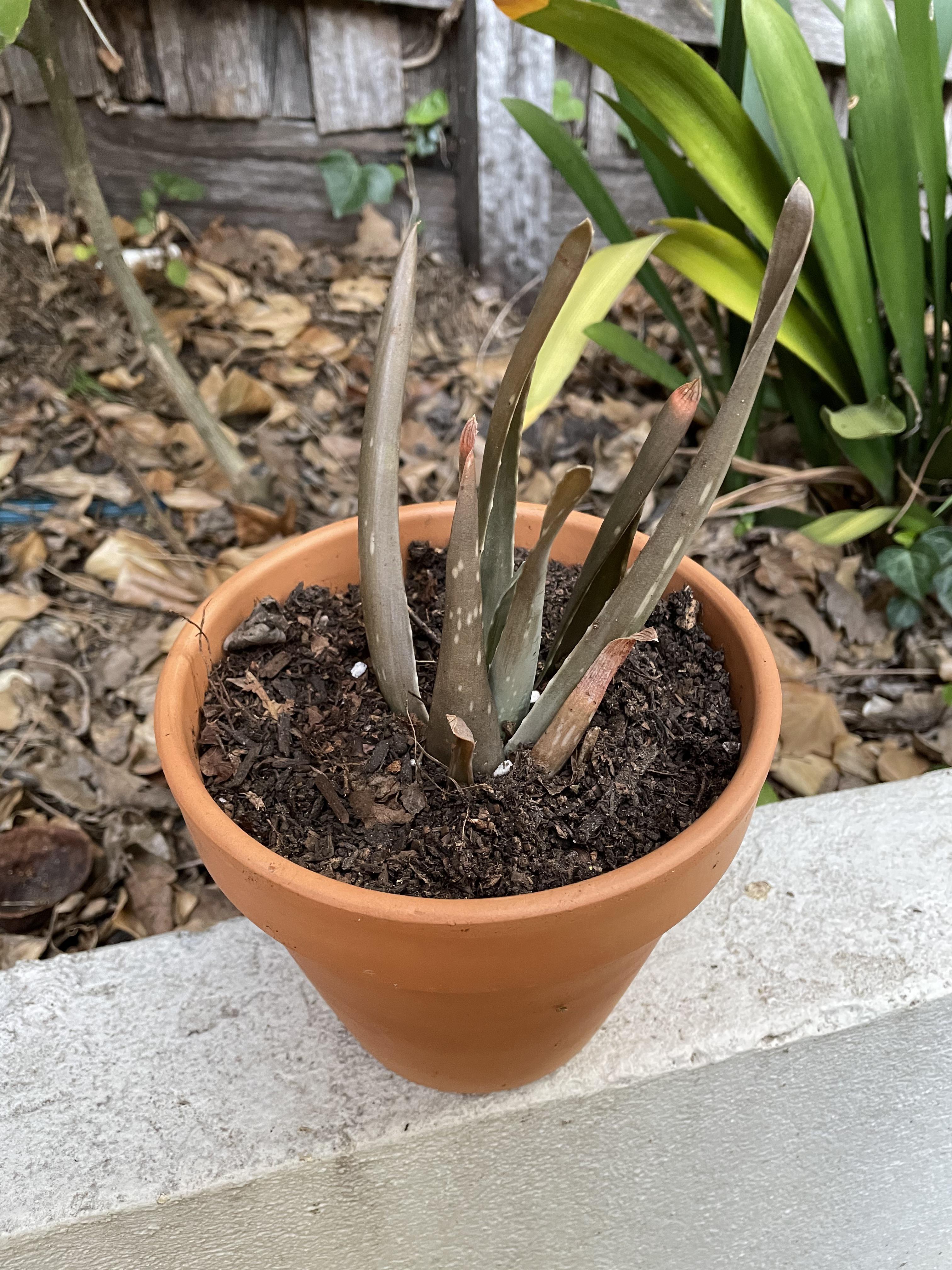 What’s wrong with my aloe vera? | Scrolller