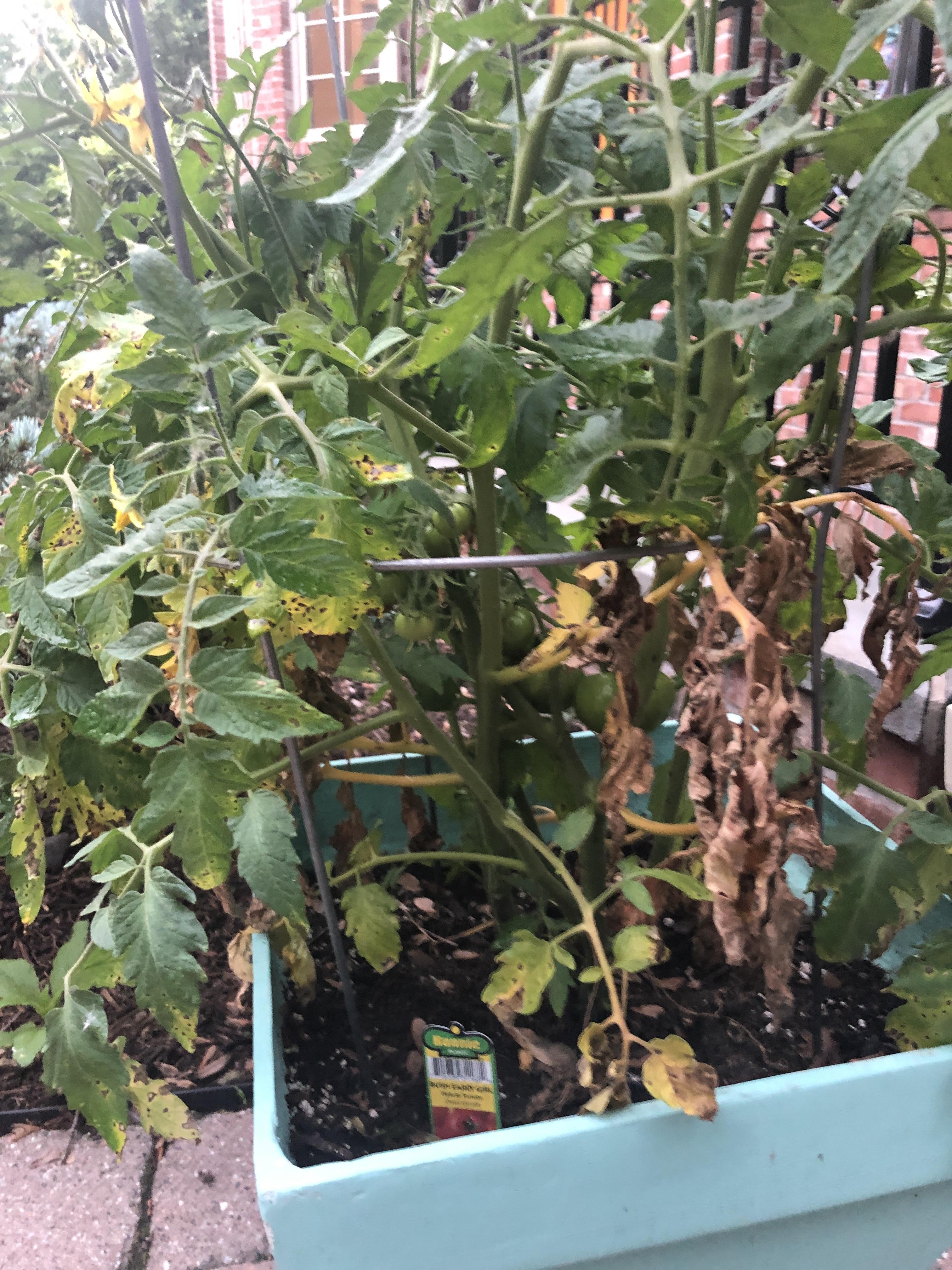 What’s wrong with my tomato plants? | Scrolller