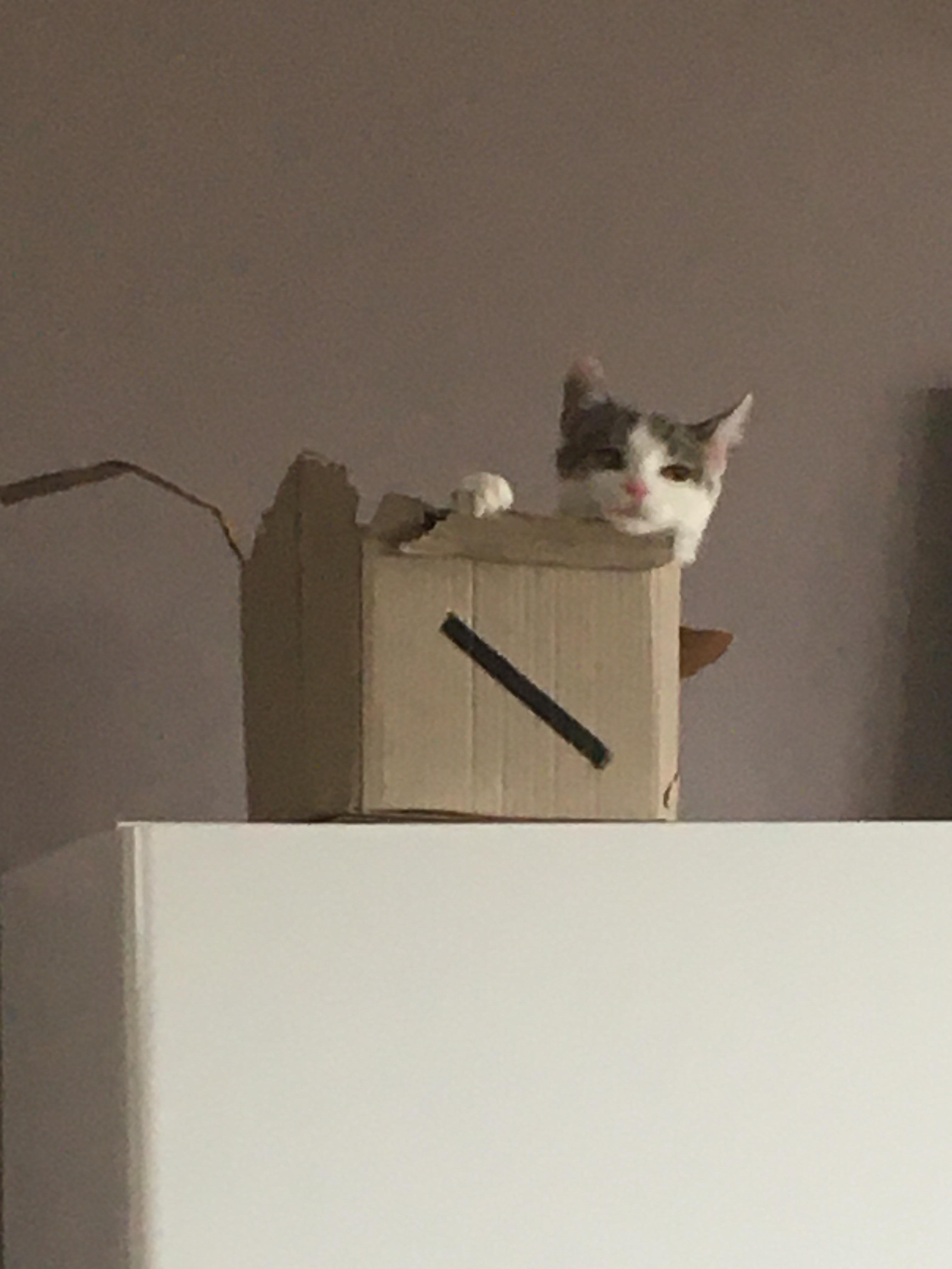 whatcha looking at mate” | Scrolller