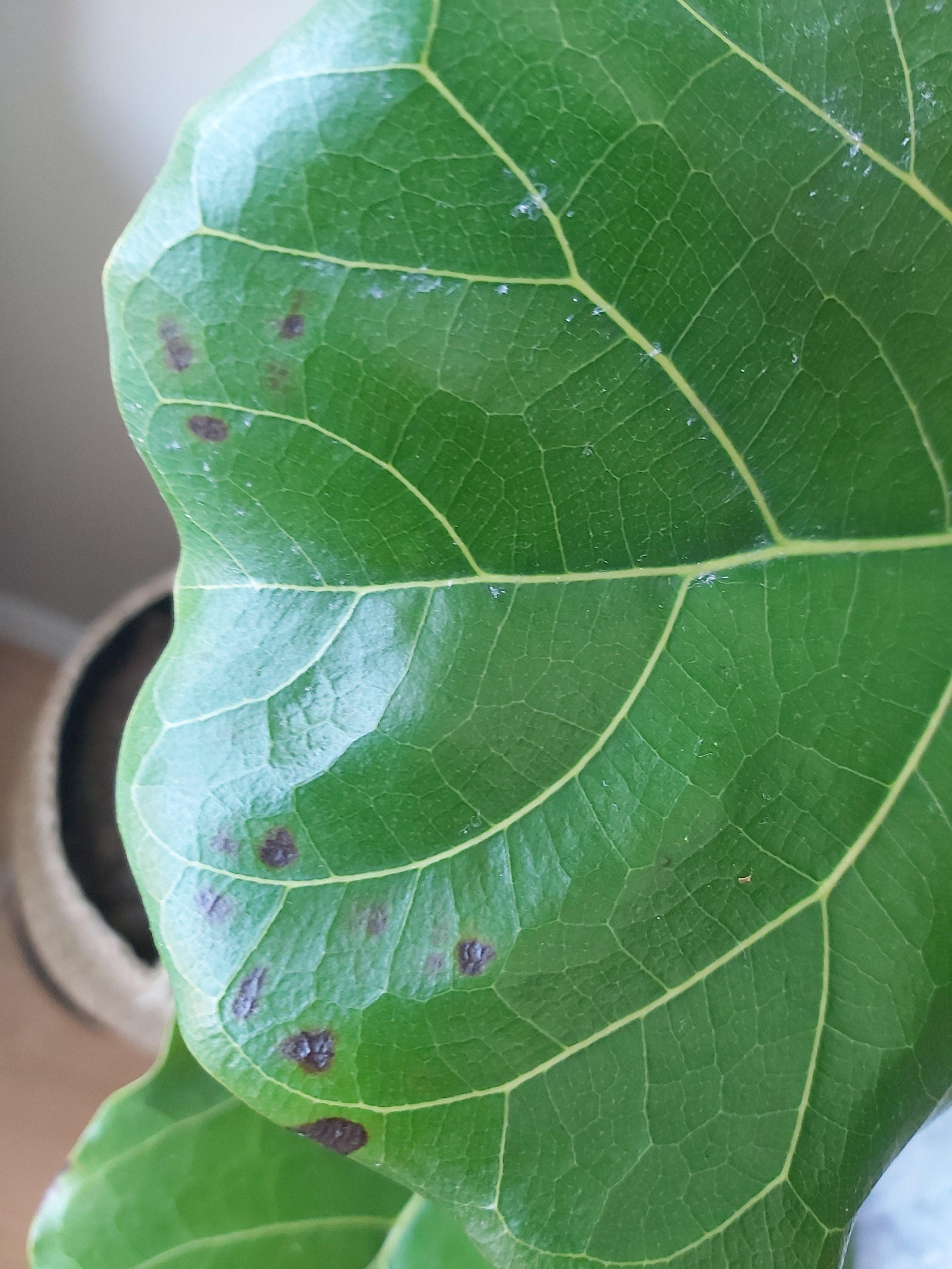 Whats going on with this leaf? Fiddle Leaf Fig | Scrolller