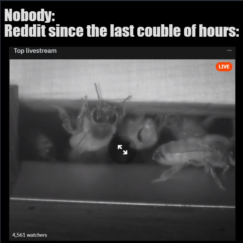 What's with the bees lately? | Scrolller