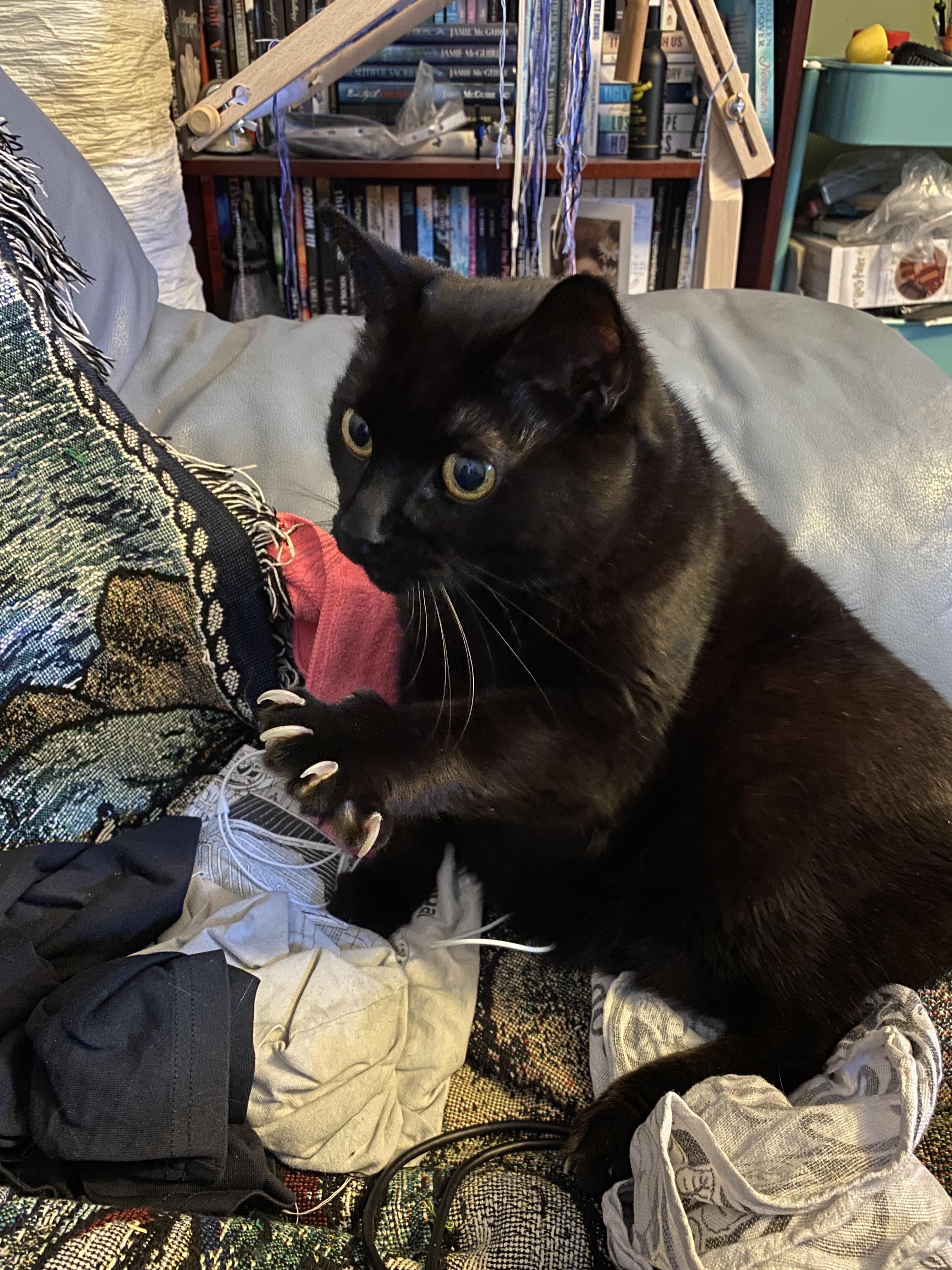 When he wants attention he unleashes the claws | Scrolller