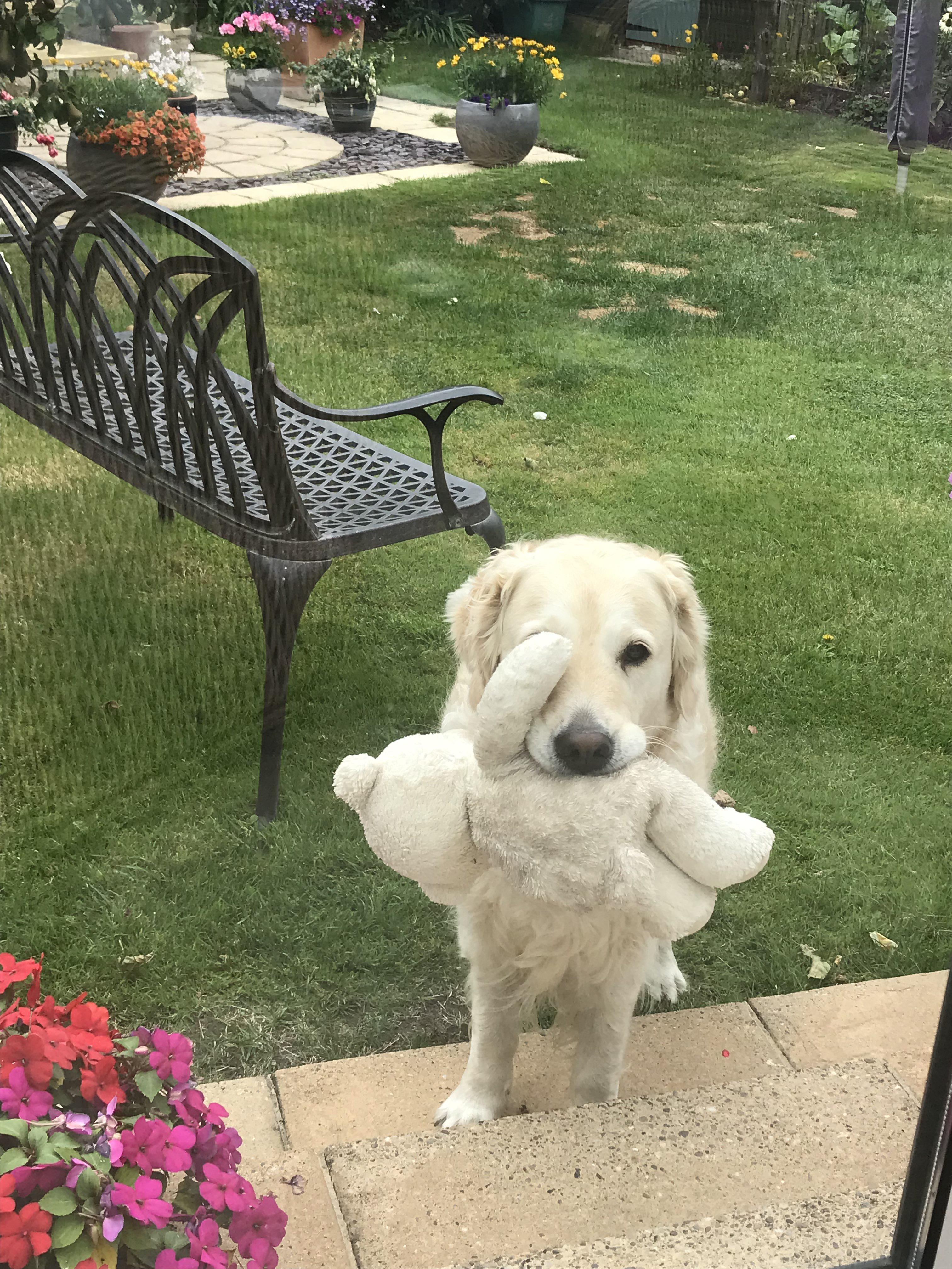 When I wanna play but Hooman Doesnt 💔 | Scrolller