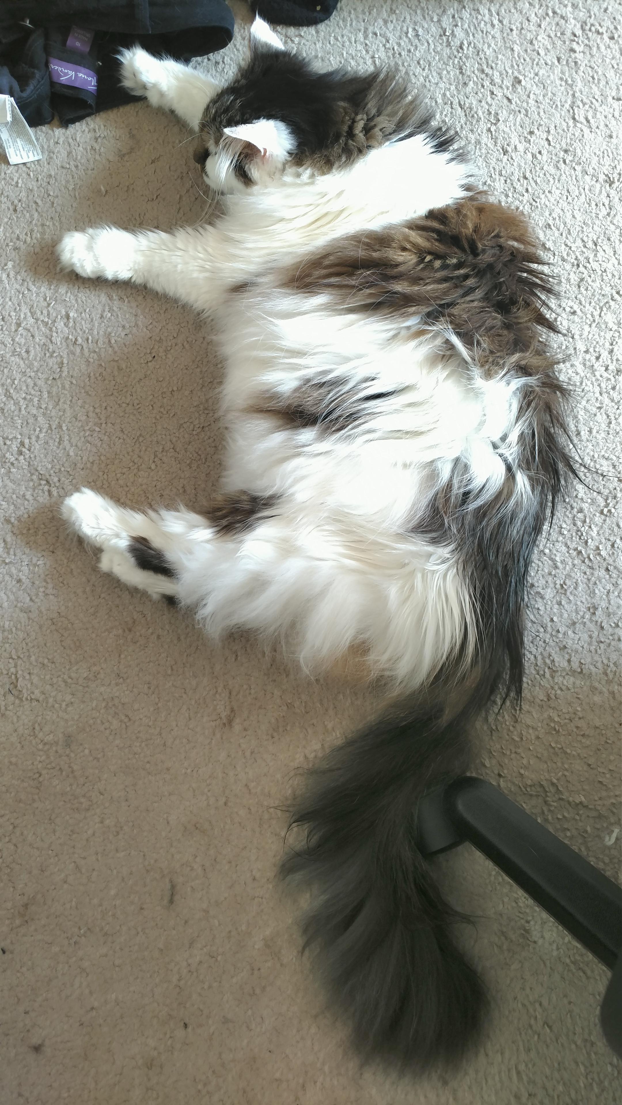 When I'm working from home, my cat enjoys putting his tail directly behind the wheel of my ...