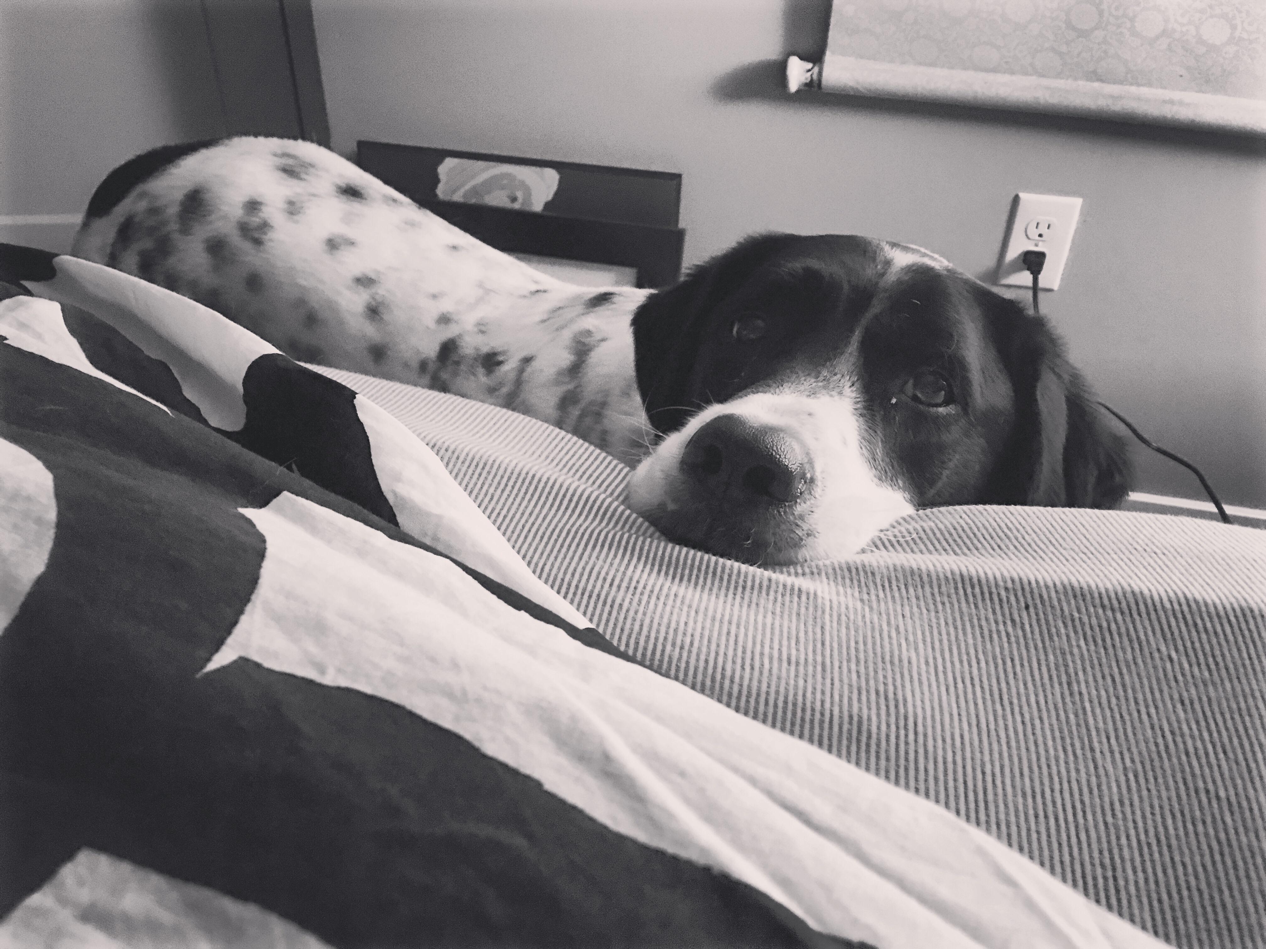 When Samson hits me with this look, I have to let him on the bed. Snuggle time. | Scrolller