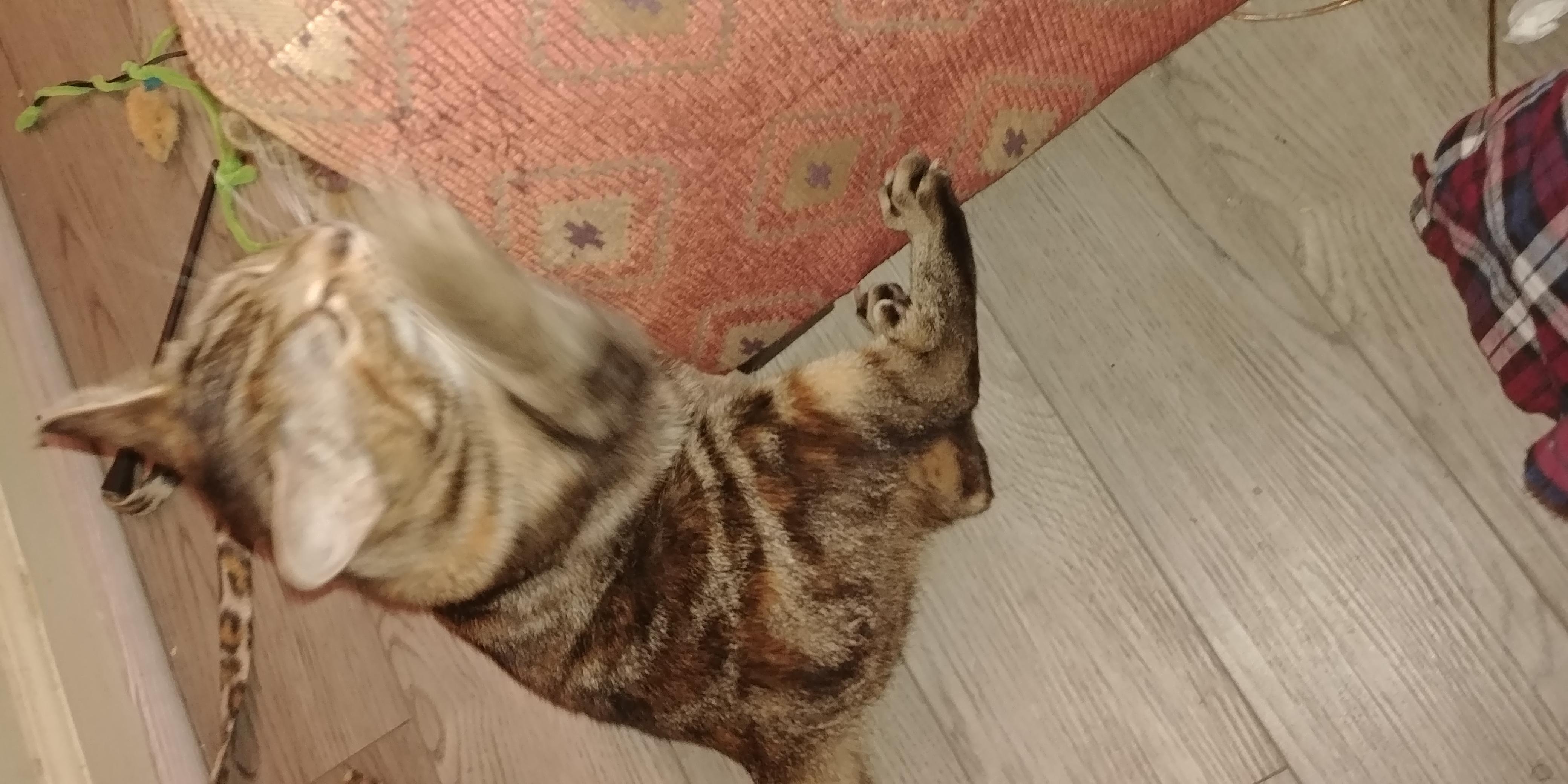 When scratching with only 2 paws is not enough- go all in. | Scrolller