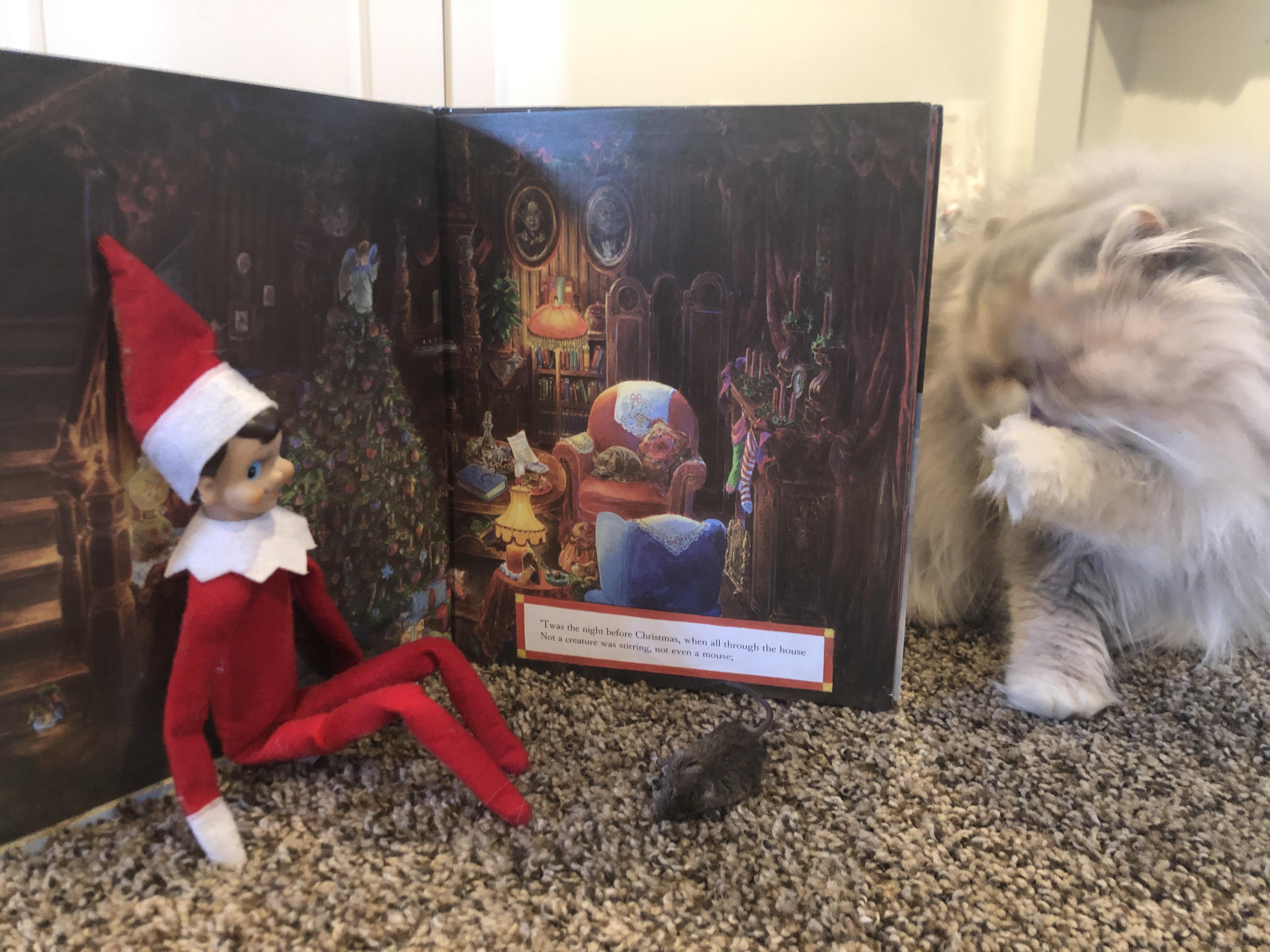 When the cat helps Tink with a realistic bedtime story | Scrolller