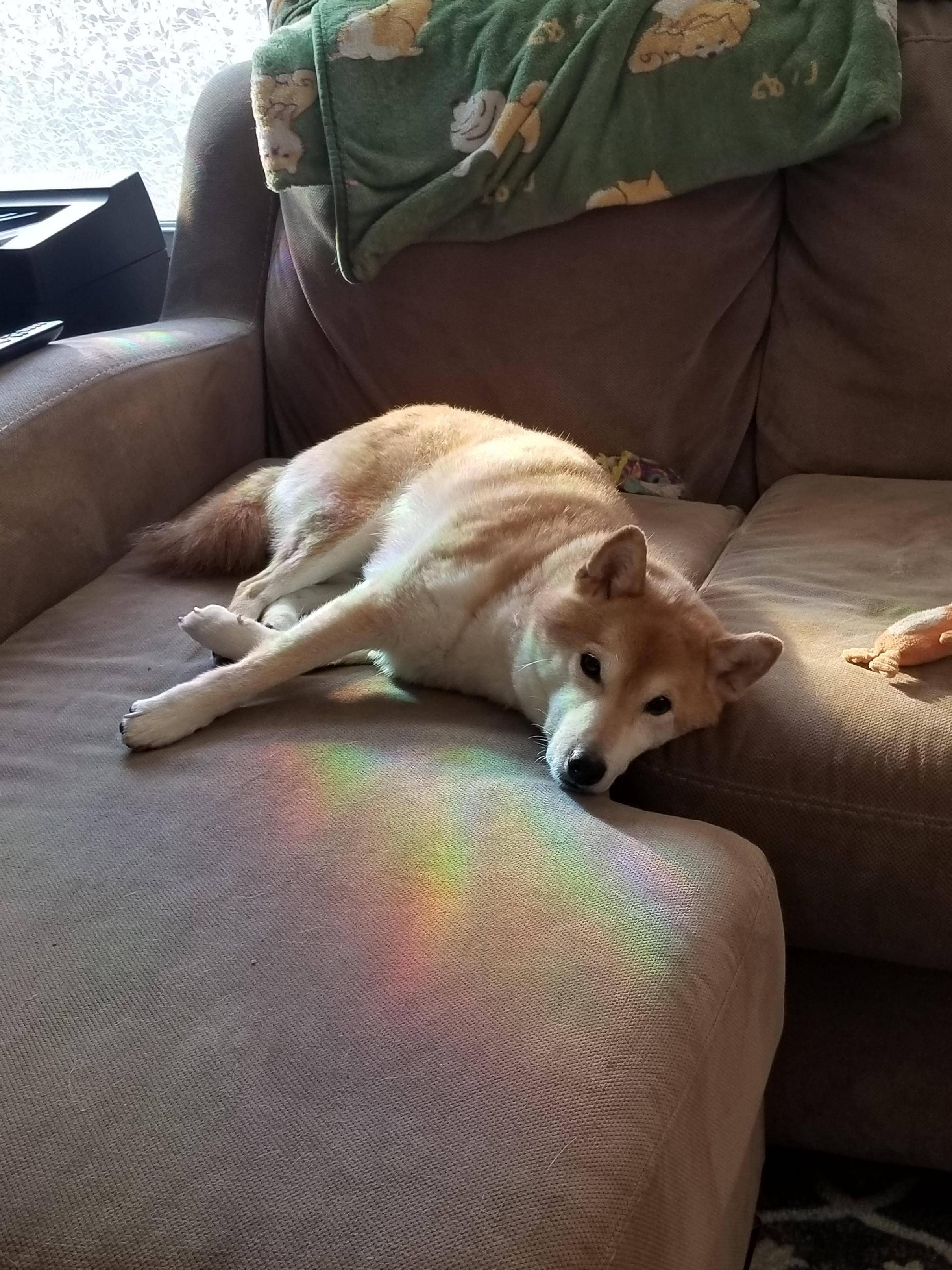 When the light hits just right | Scrolller