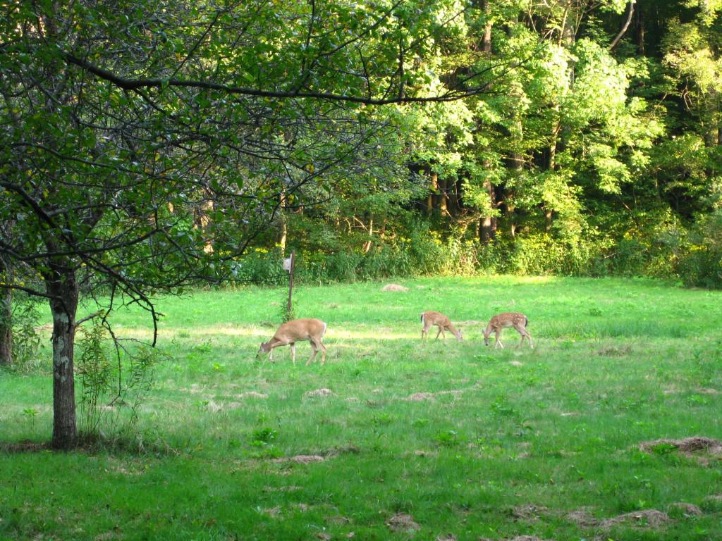 When the Pa trail deer don't run... | Scrolller