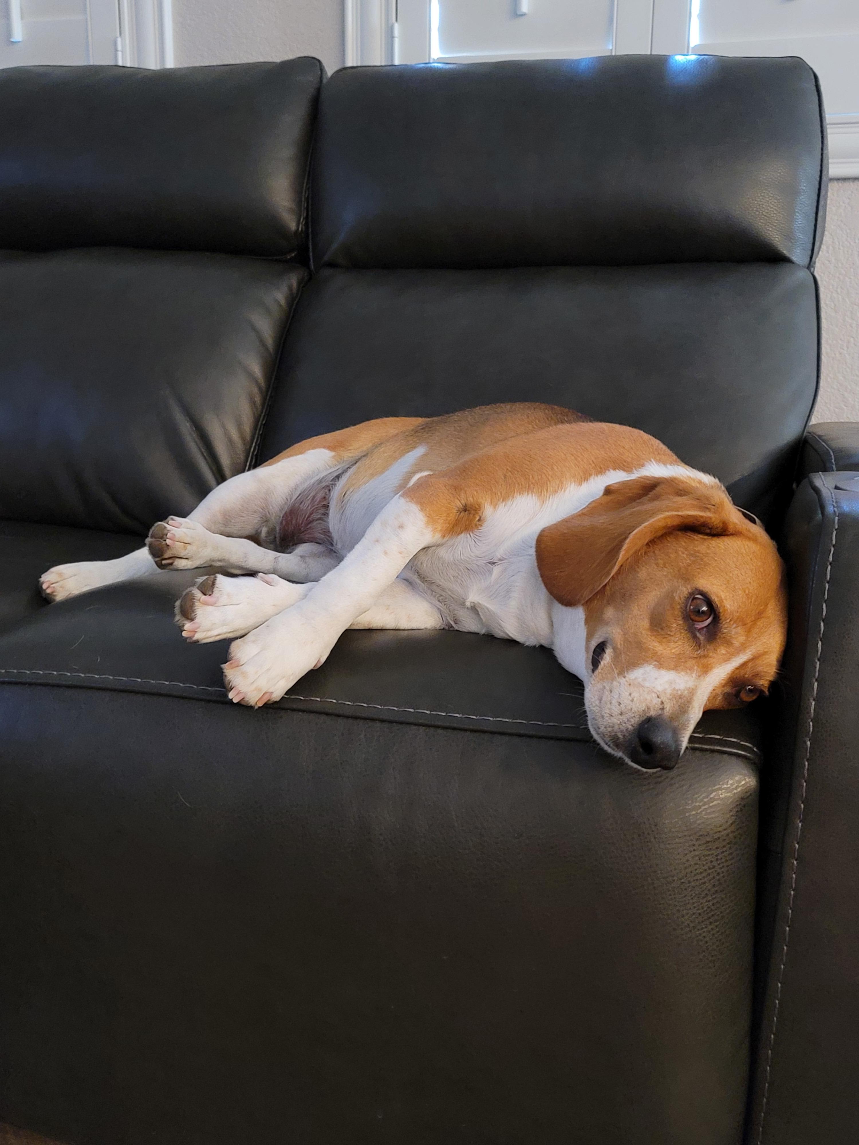 When you sleep too late for a desert hike but it is raining on the mountain. 😐😐😐🐾 | Scrolller