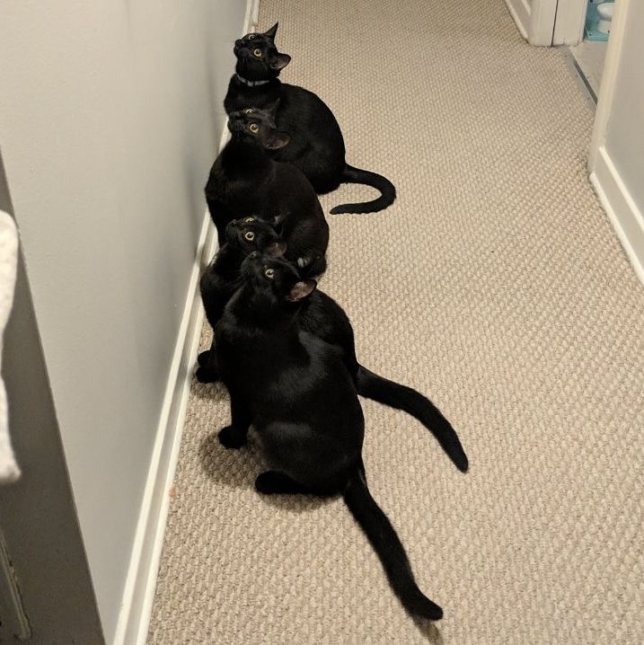 When your two black cats meet your two black foster cats | Scrolller