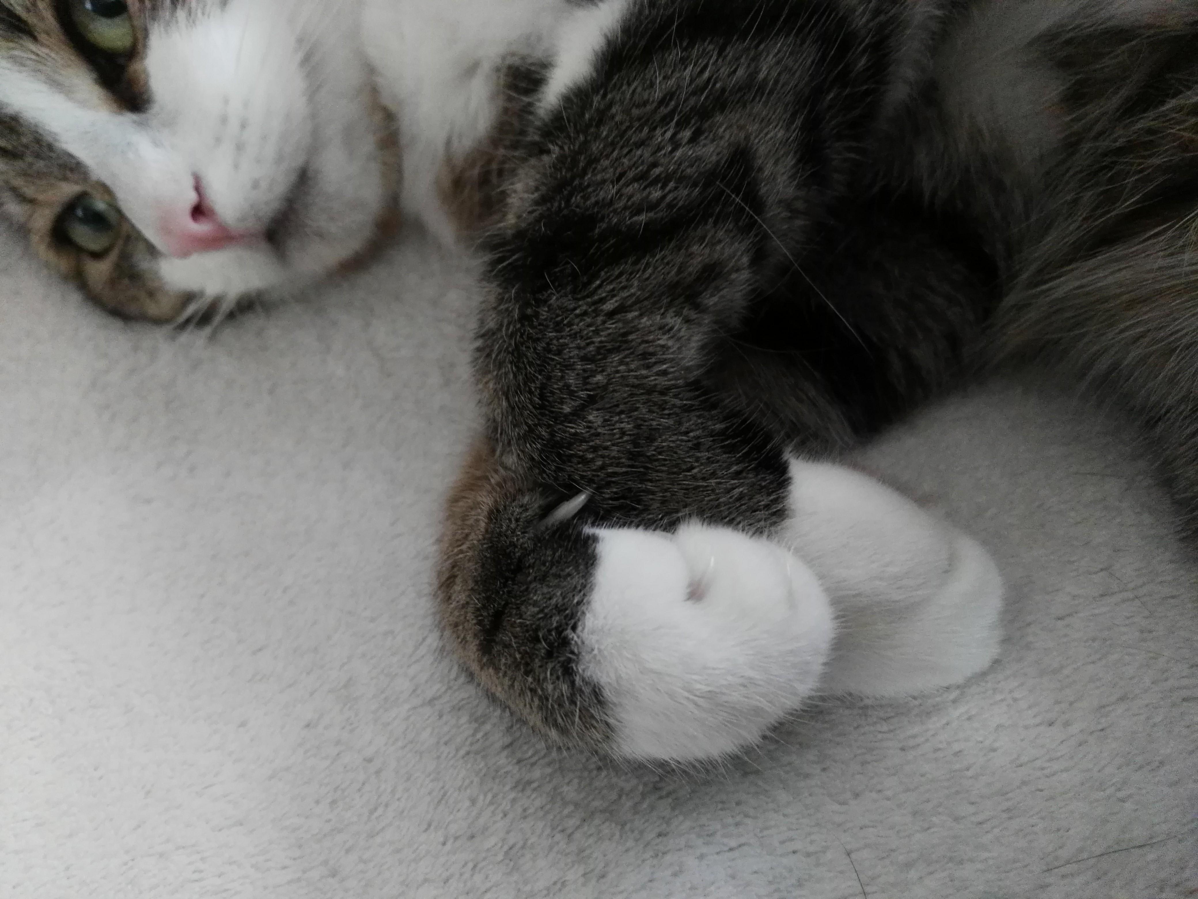 White feetsies ^-^ | Scrolller
