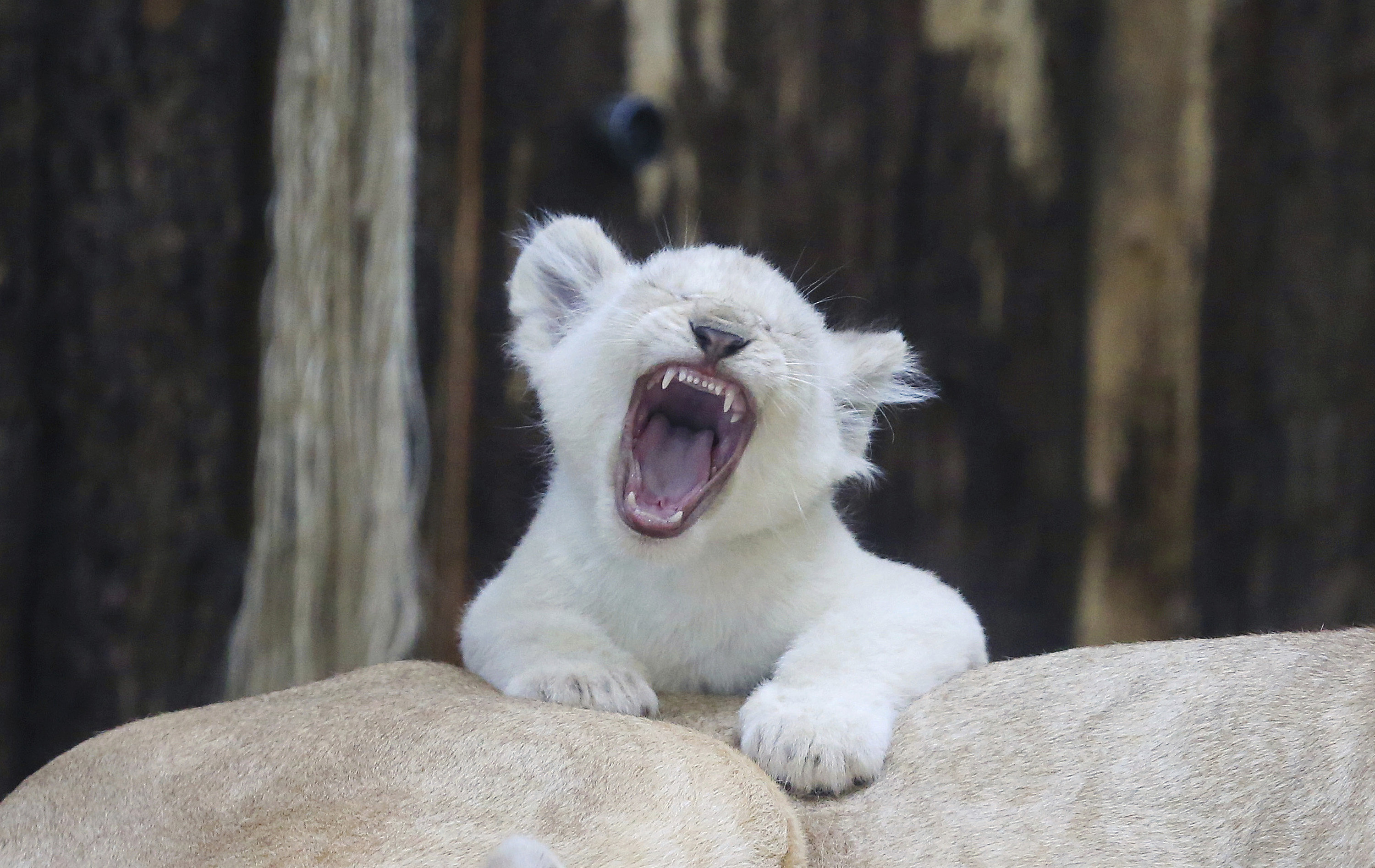 White lion cub: Yawwwwwn! | Scrolller