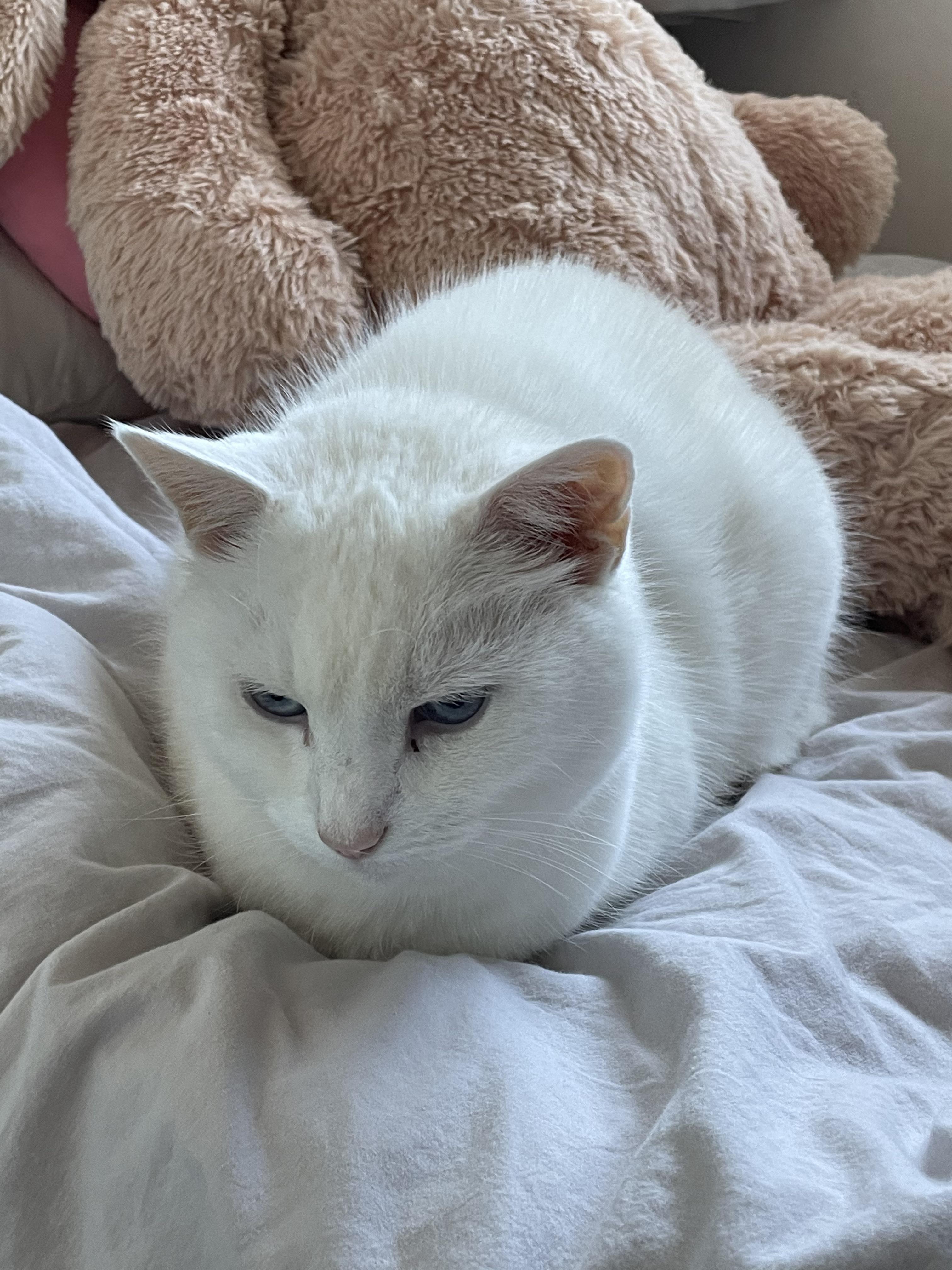 White loaf on the bed | Scrolller