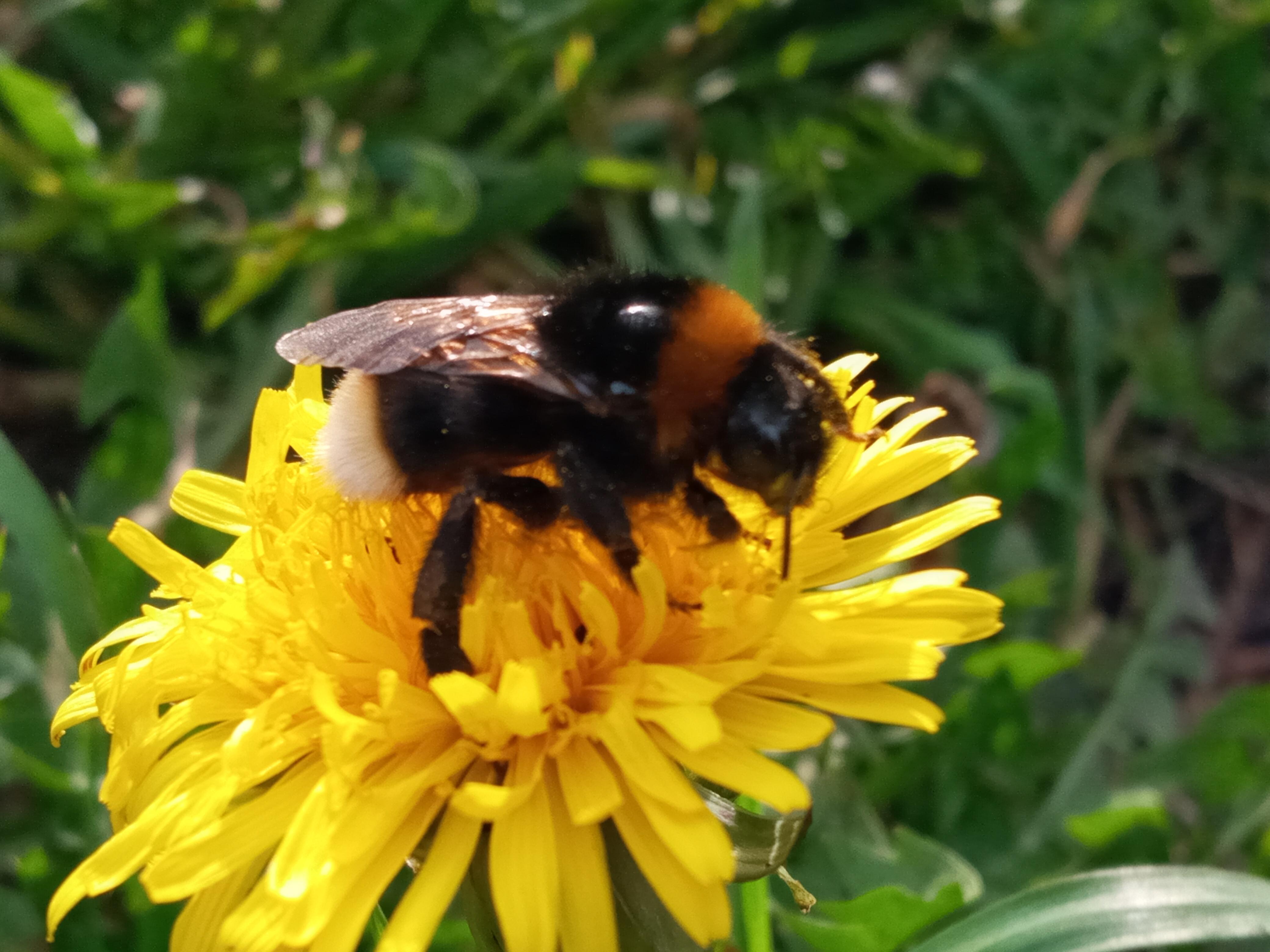 White tailed bumblebee | Scrolller