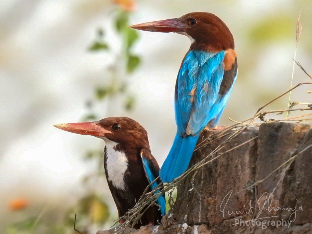🔥 White Throated Kingfisher, India. | Scrolller