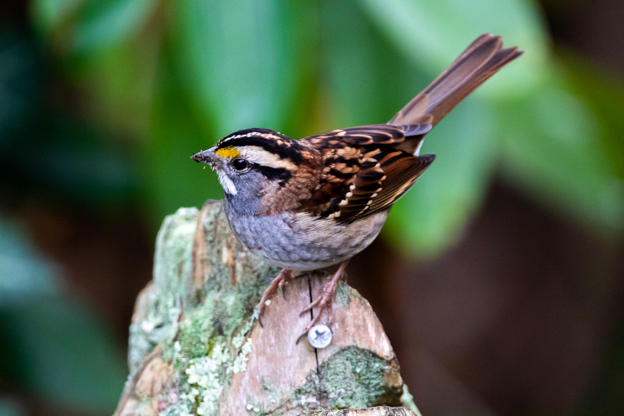 White Throated Sparrow | Scrolller