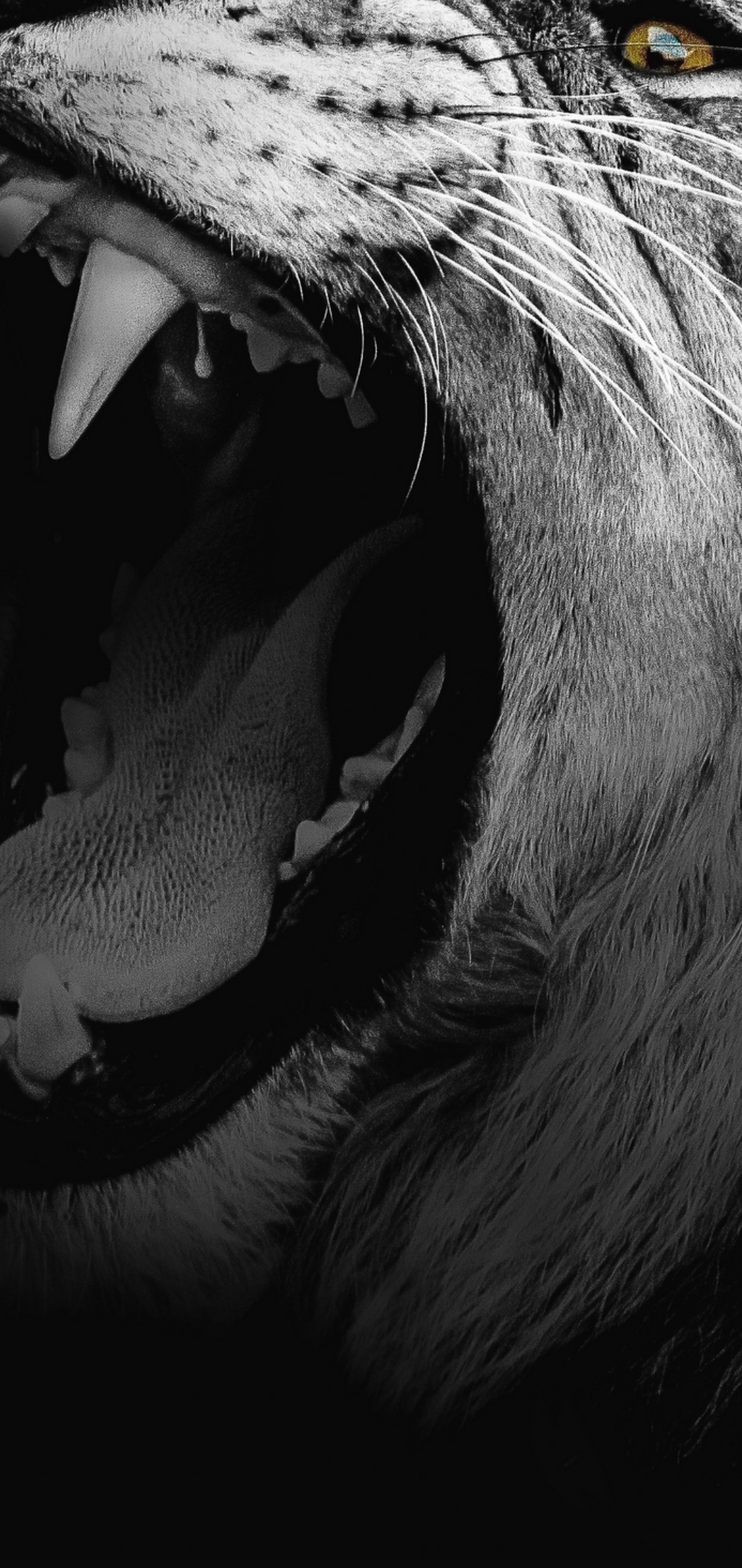 White tiger | Scrolller