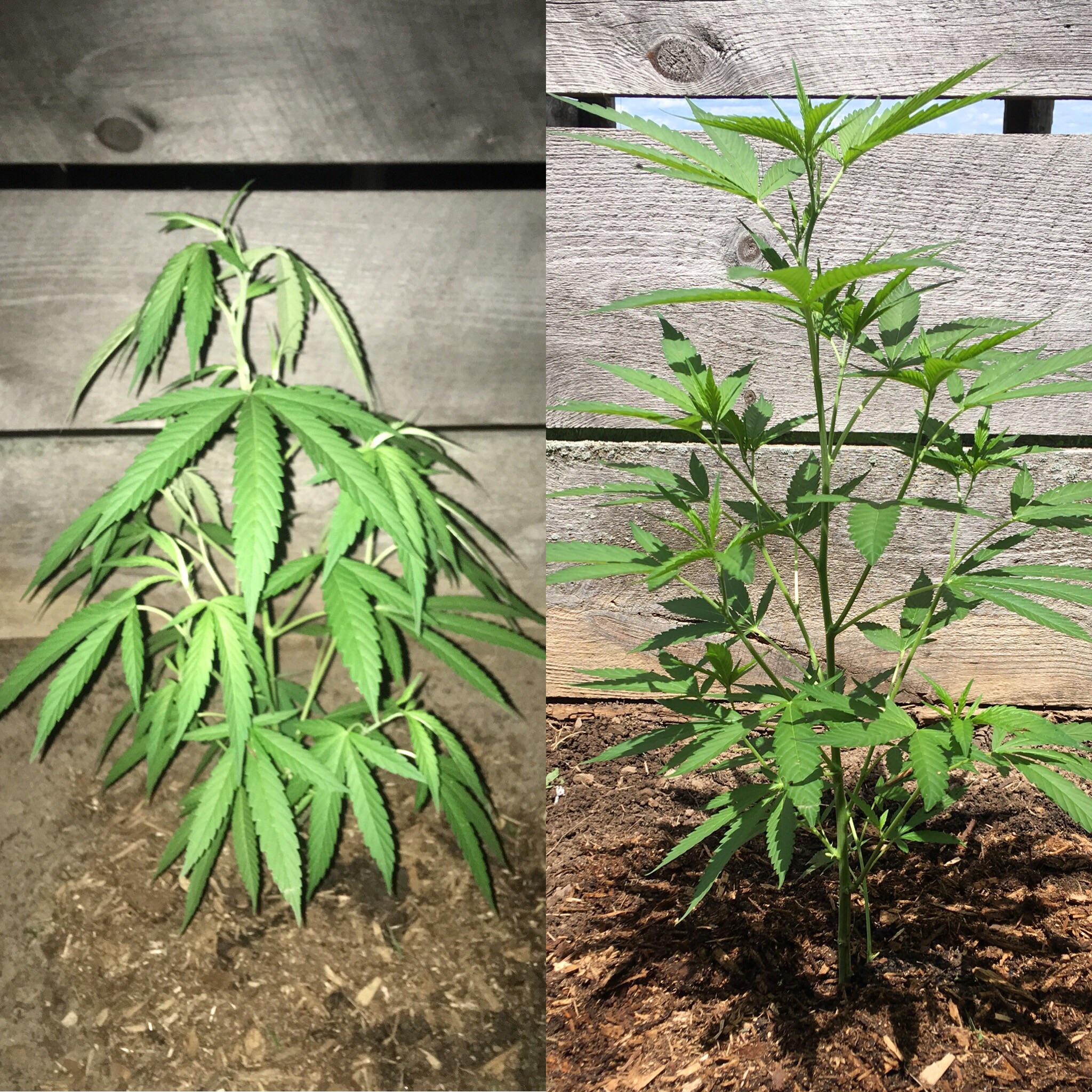 Who knew plants slept before they grew cannabis? | Scrolller