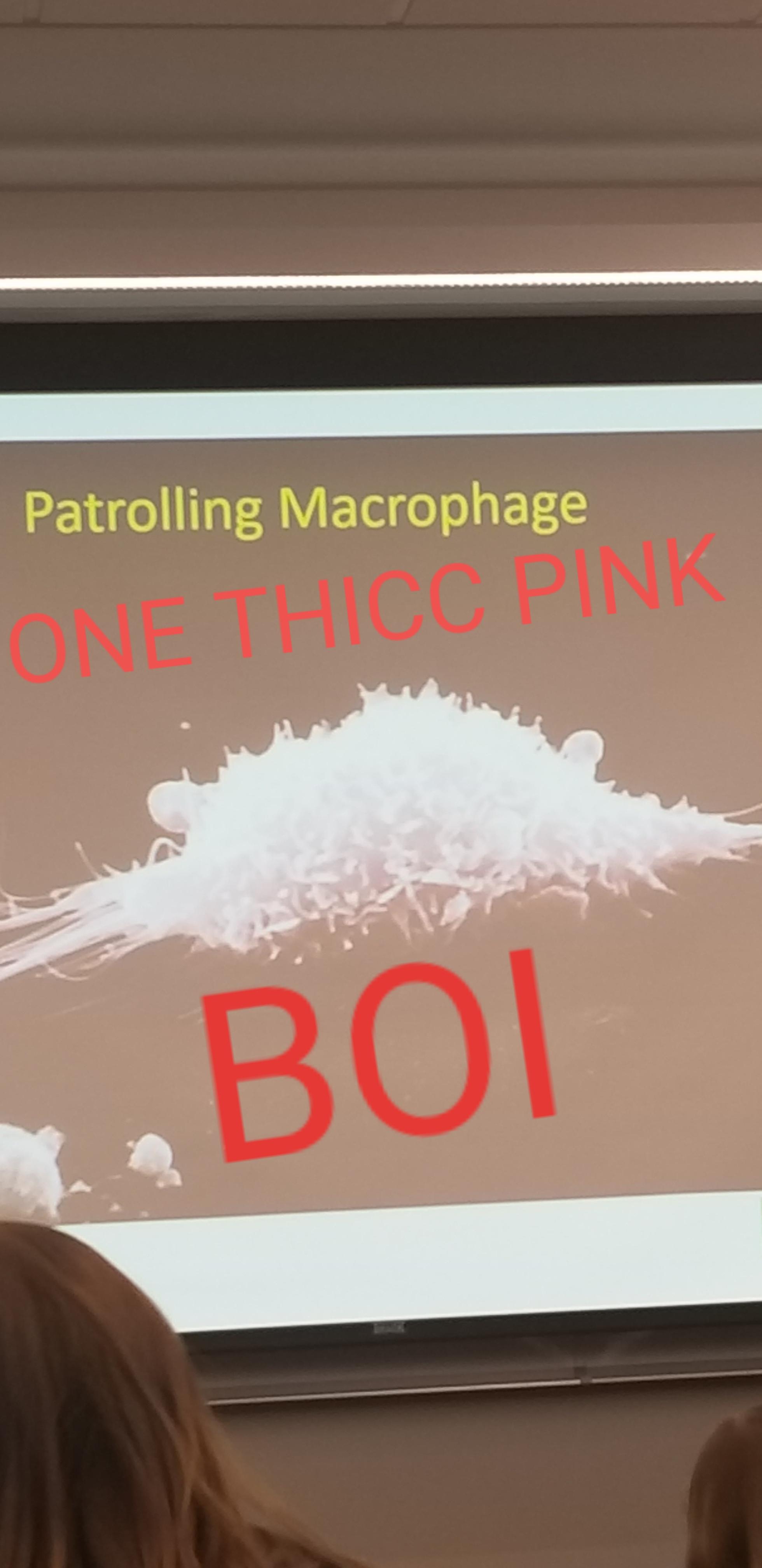 Who would win? A small localized invasion of bacteria cells or.... | Scrolller