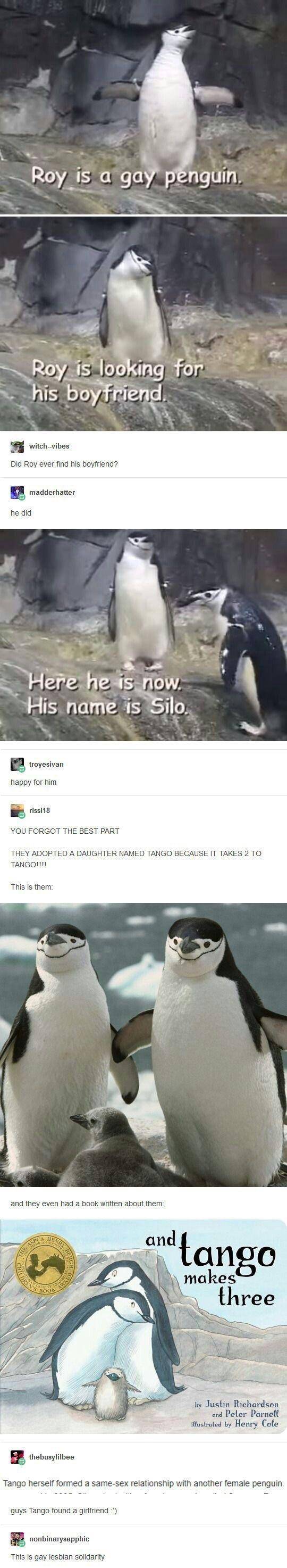 Wholesome penguins. (meatel) | Scrolller