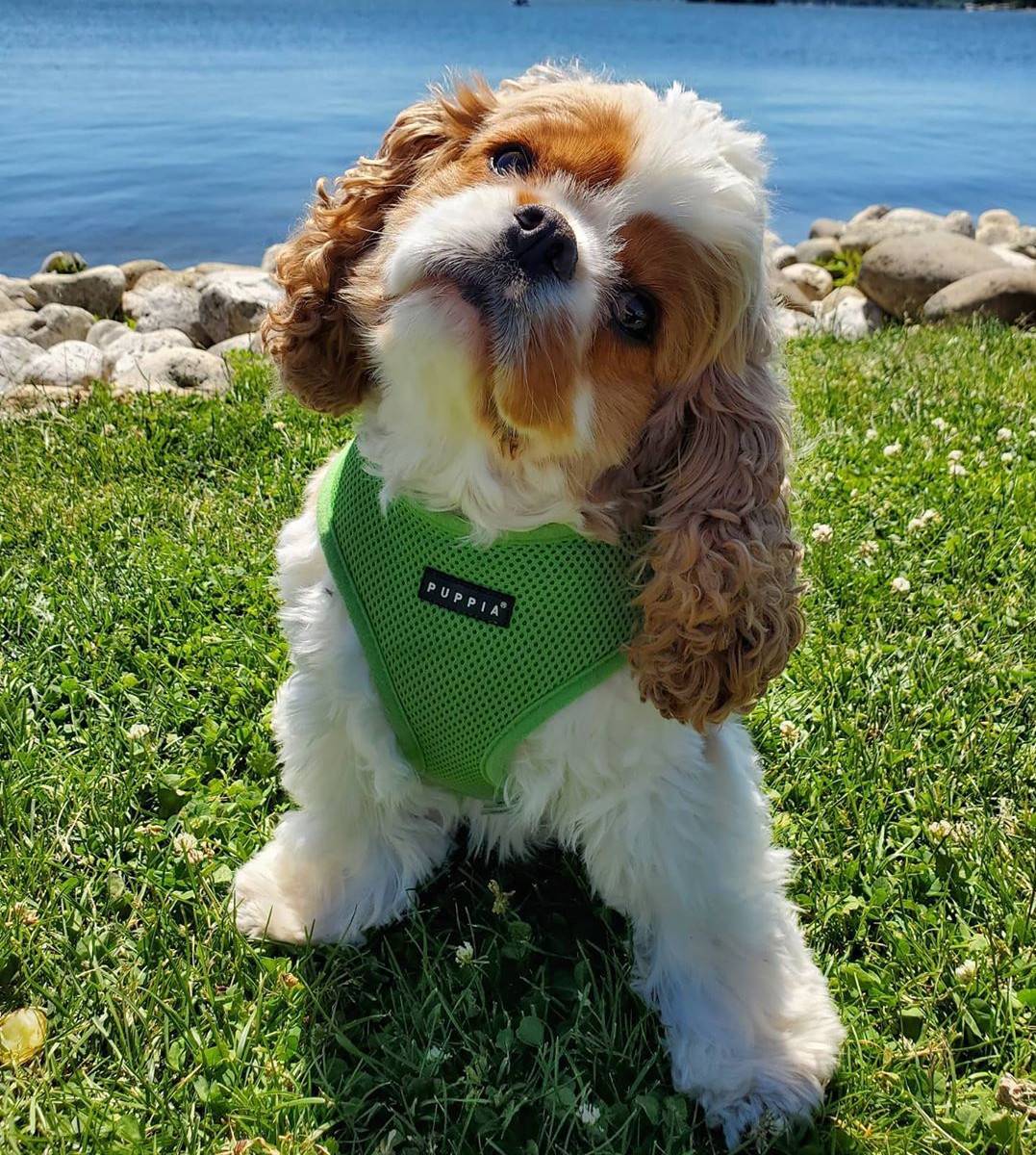 "Who's a good boy?" head tilts!!! | Scrolller